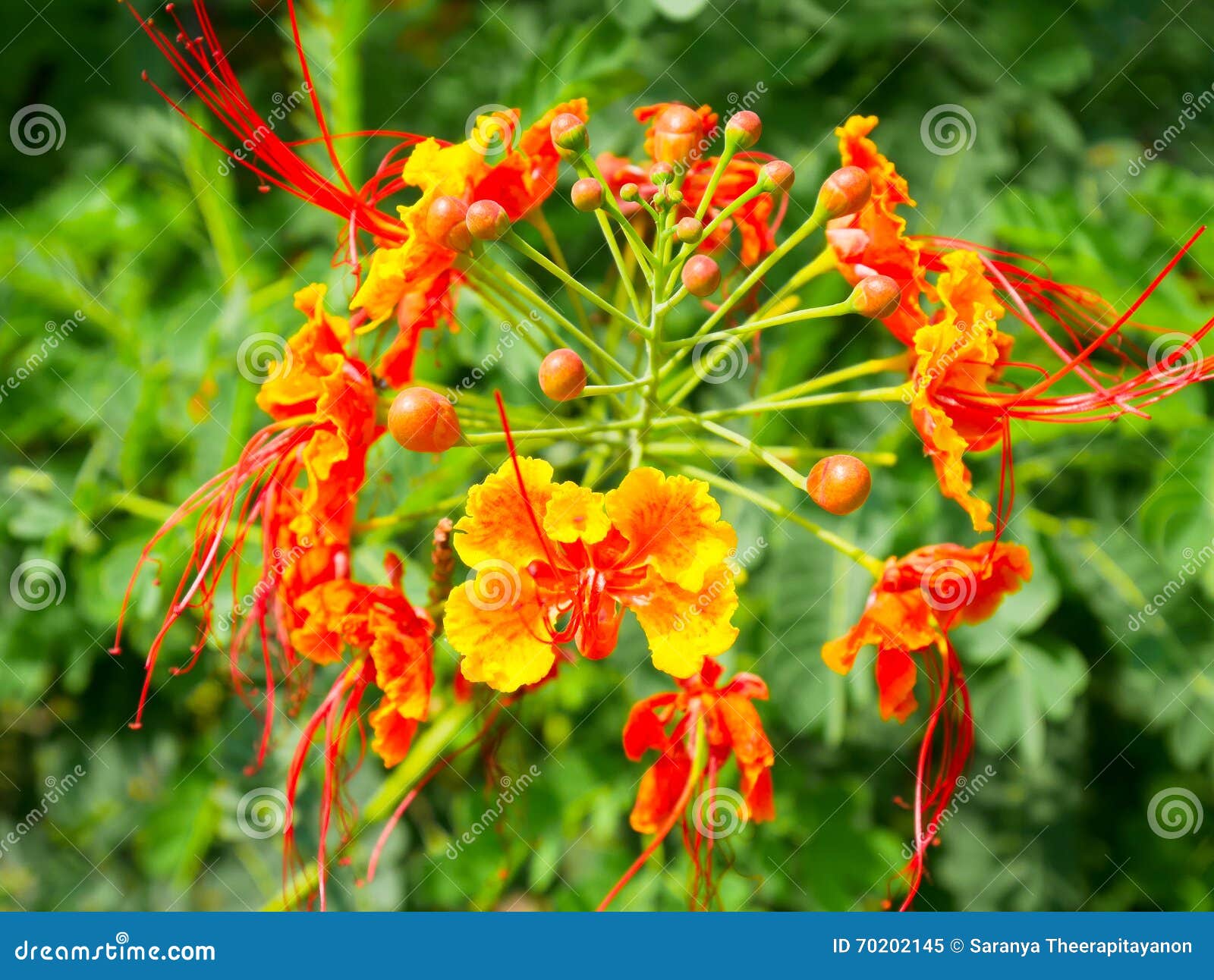 Peacock flower blooming stock image. Image of flower - 70202145