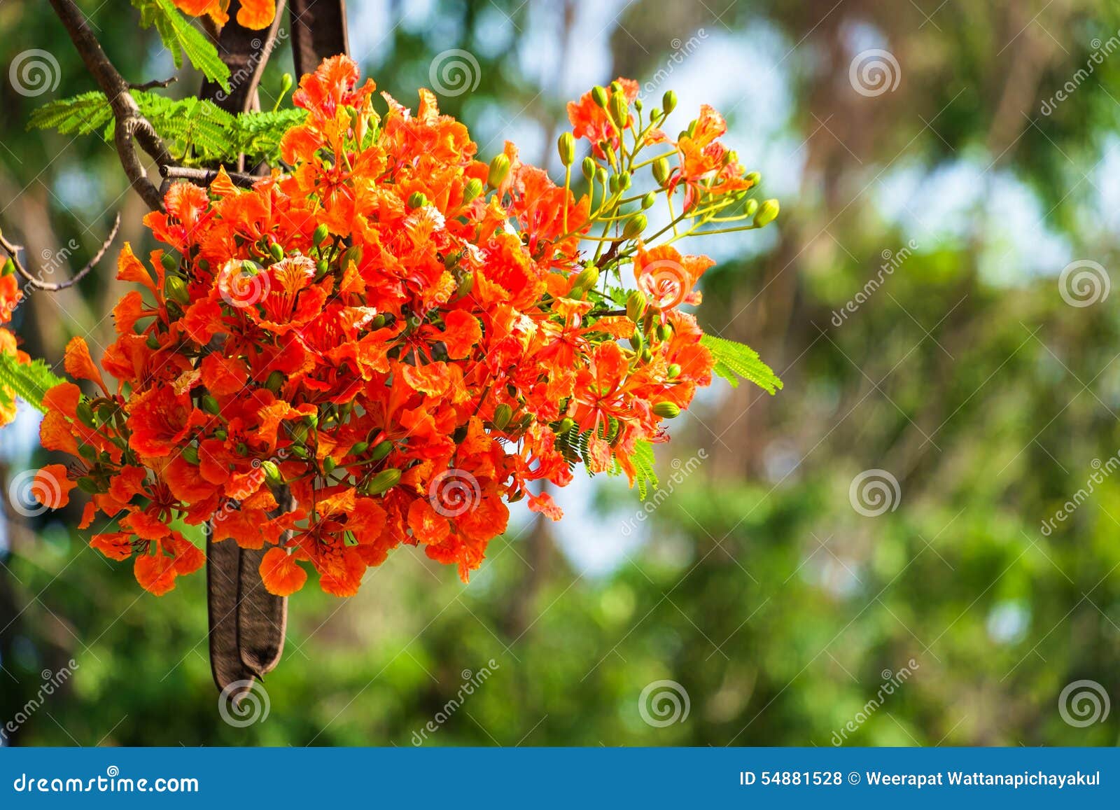 Peacock Flower (Caesalpinia Pulcherrima Stock Photography ...