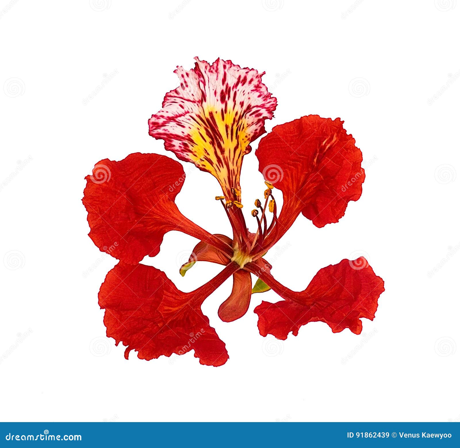 Peacock Flower, Delonix Regia Isolated on White Background Stock Image ...
