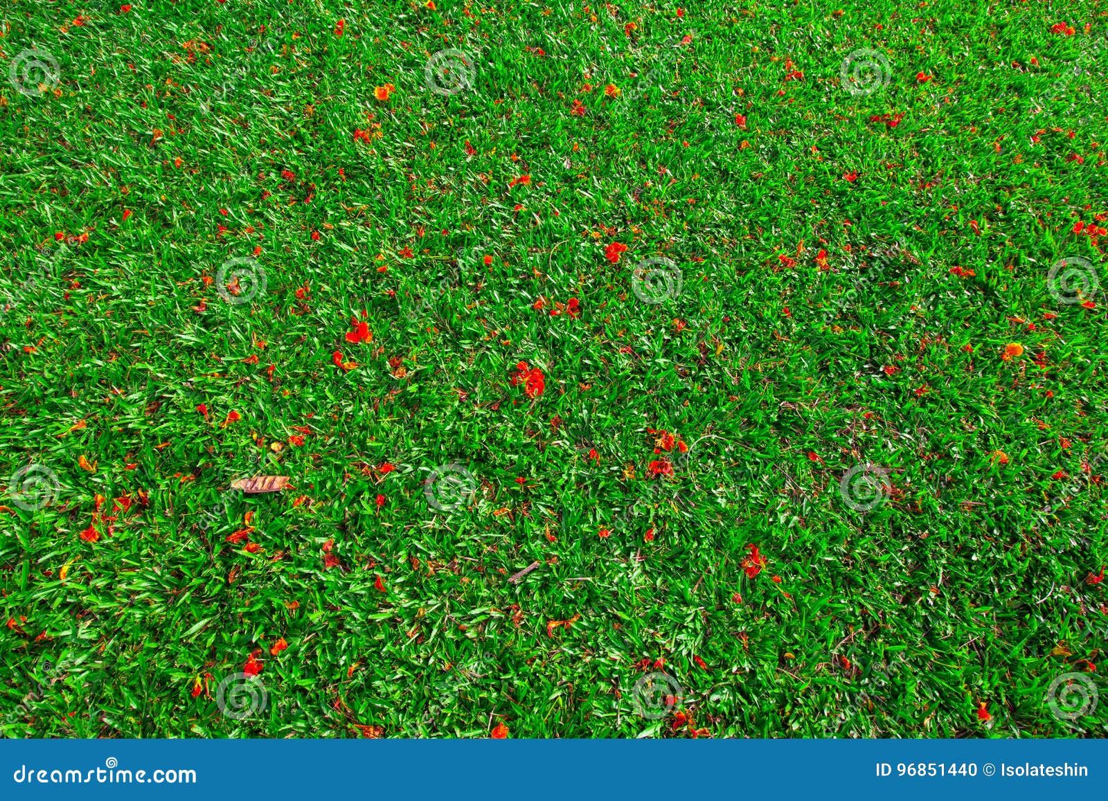 The Surface Of The Lawn View From Above. Grass Field Top Eye View ...