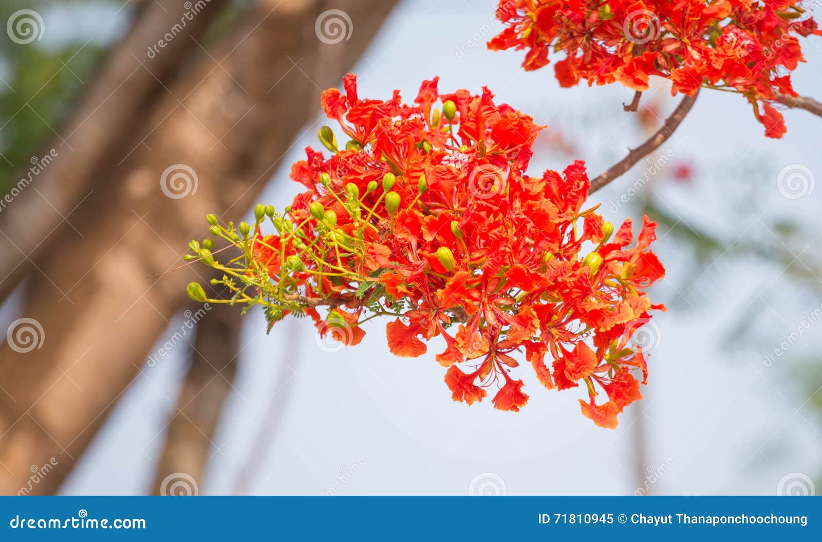 Peacock Flower stock image. Image of flamboyan, plant - 71810945