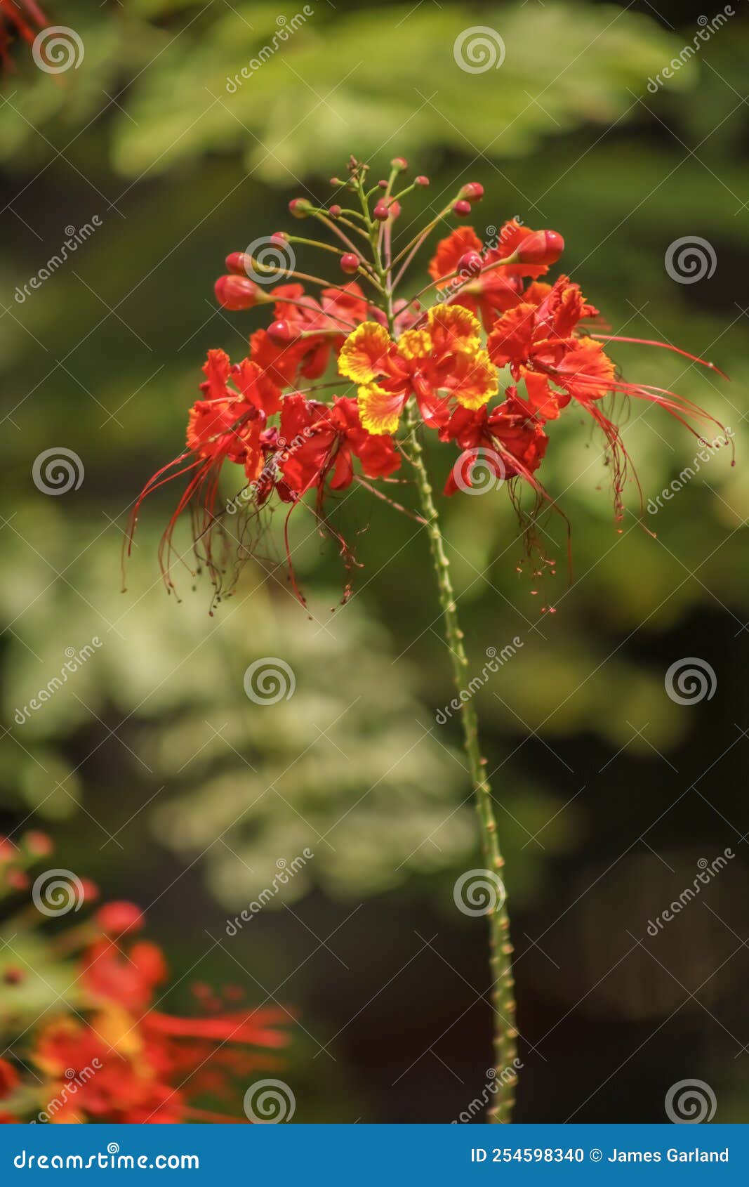 A Peacock Flower stock photo. Image of barbados, flower - 254598340