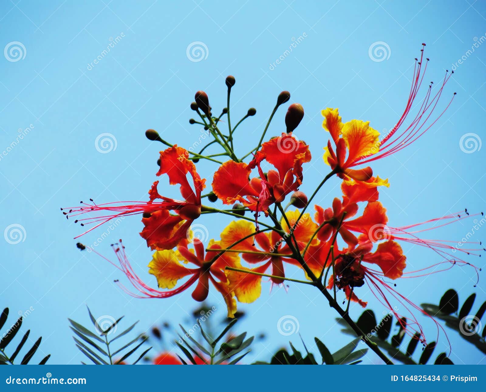 Peacock Flower, Reddish Orange or Flame Flower Tree Blossom Stock Photo ...