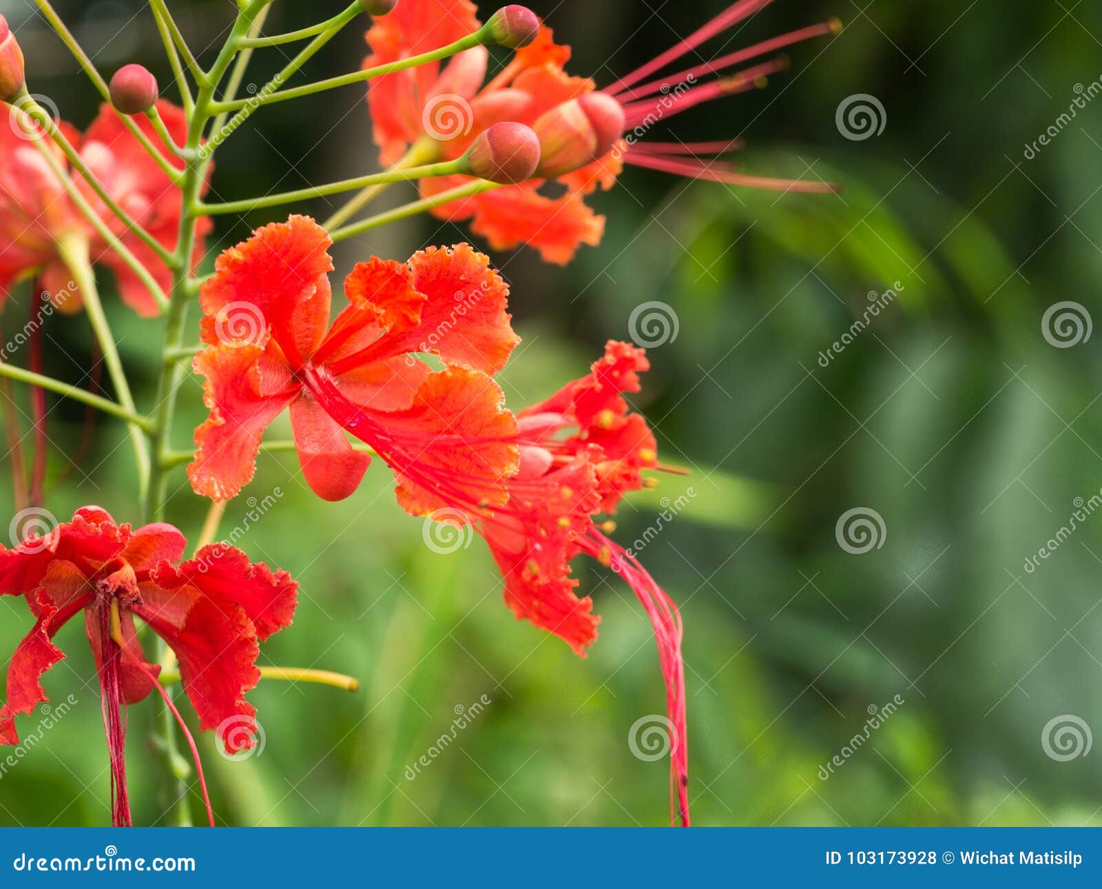 The Peacock Flowers Blooming Stock Photo - Image of paradise ...
