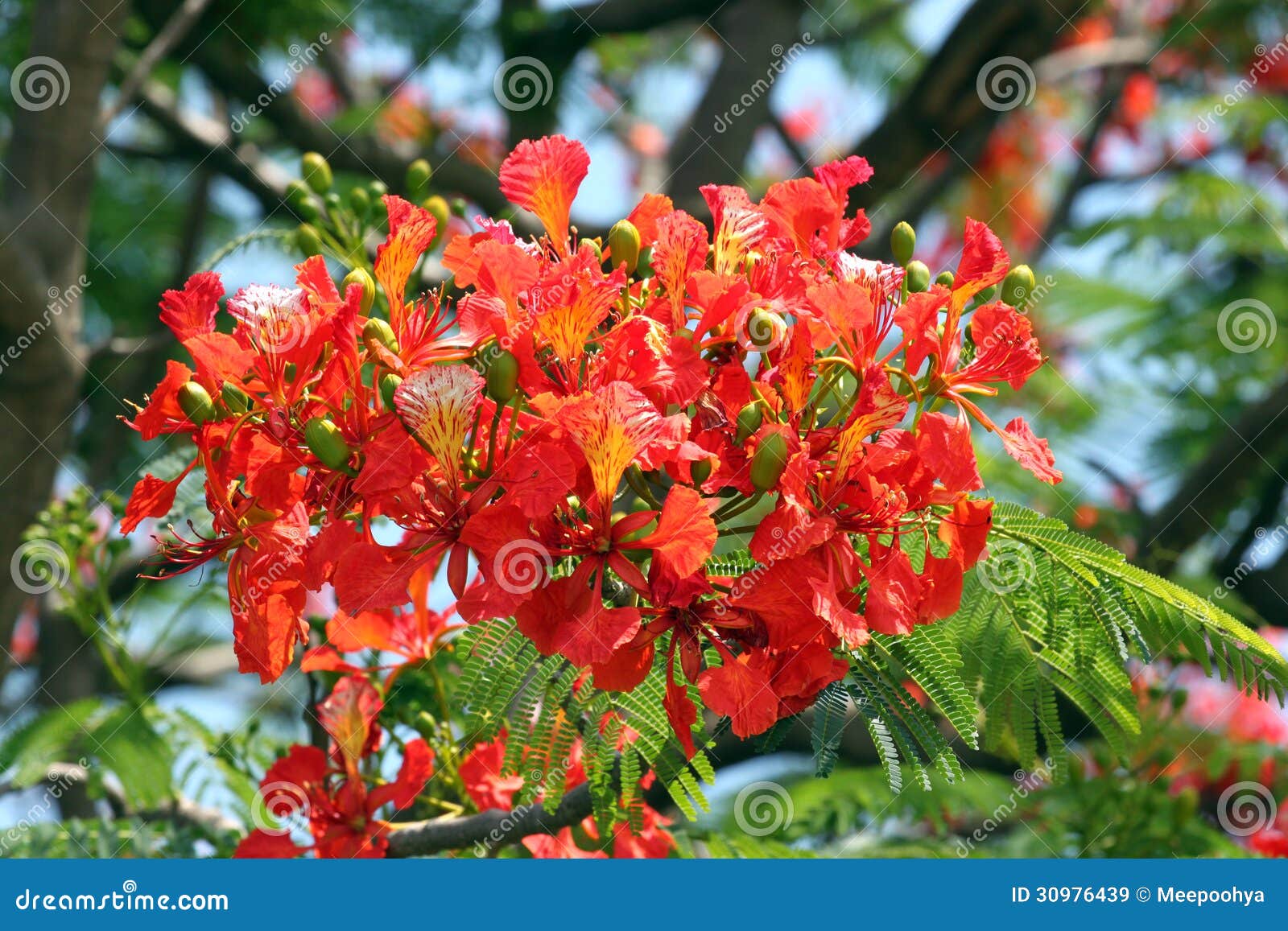 Peacock Flowers Blossoming. Stock Image - Image of flyer, grunge: 30976439