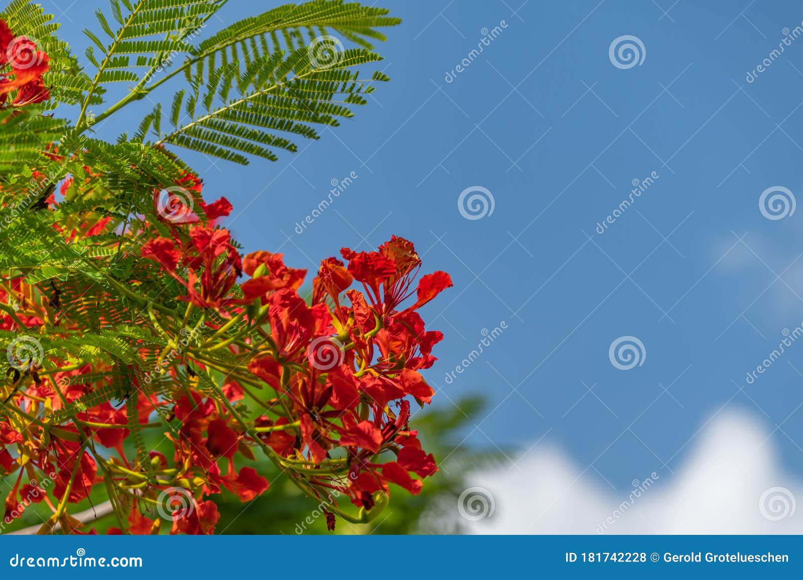 Peacock Flowers or Flame Tree with Blue Sky Stock Photo - Image of ...