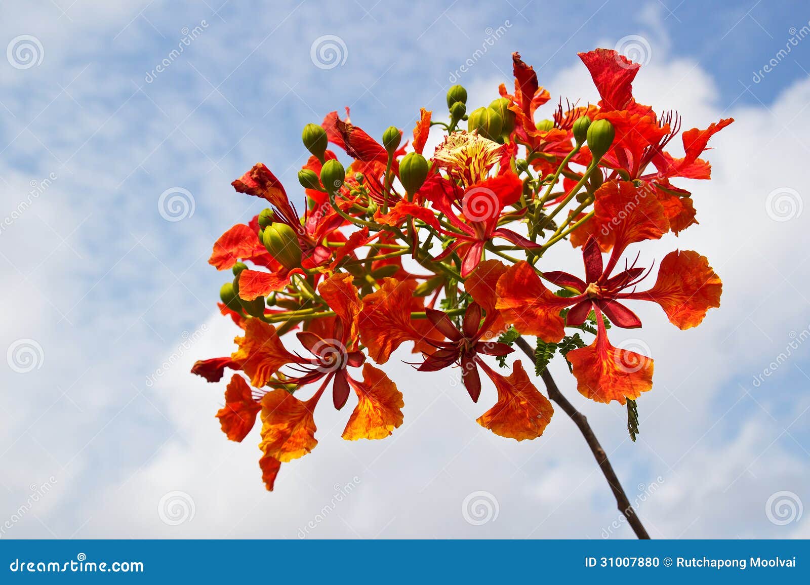 Peacock flowers stock photo. Image of gulmohar, leaves - 31007880