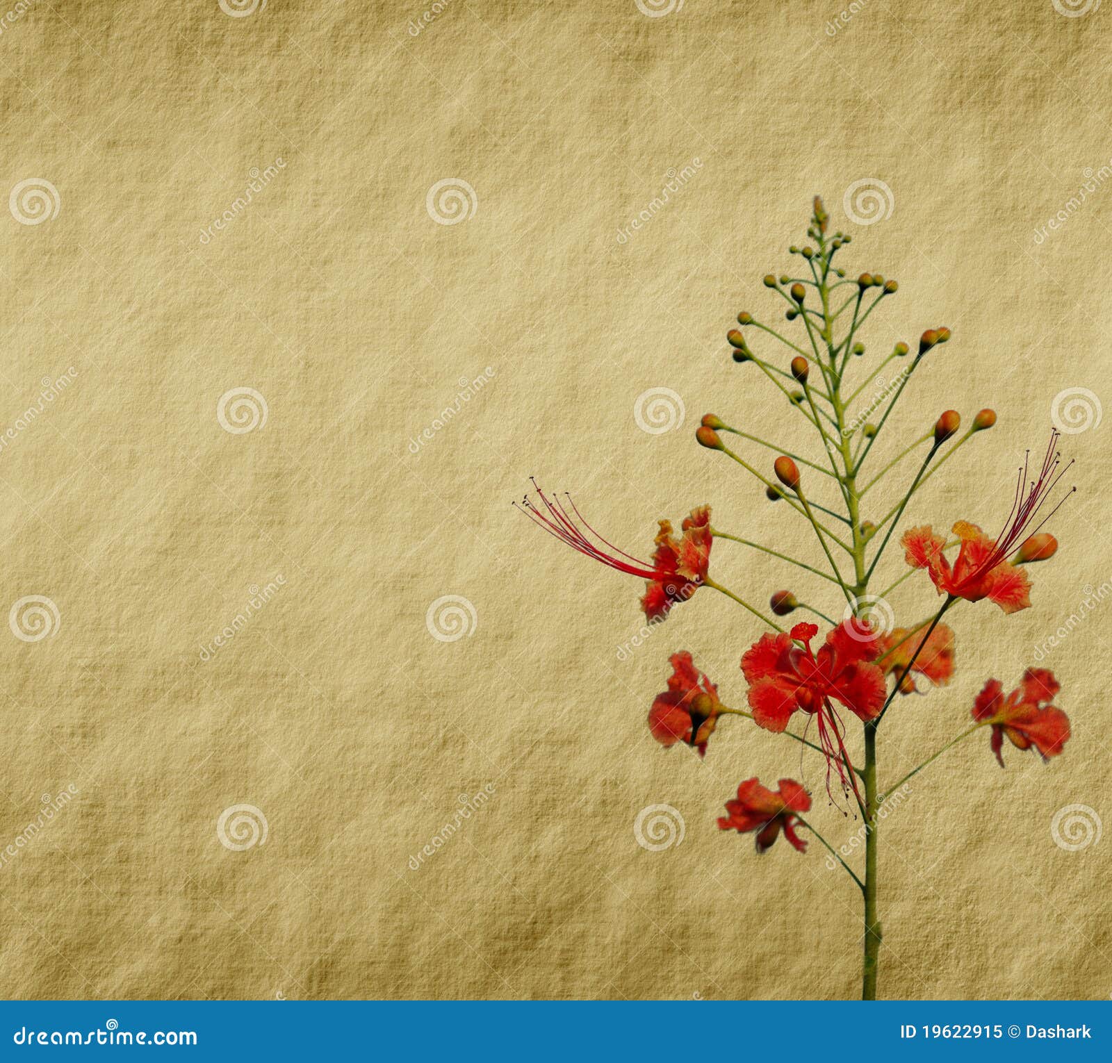 Flamboyan Flowers Stock Illustrations – 16 Flamboyan Flowers Stock ...