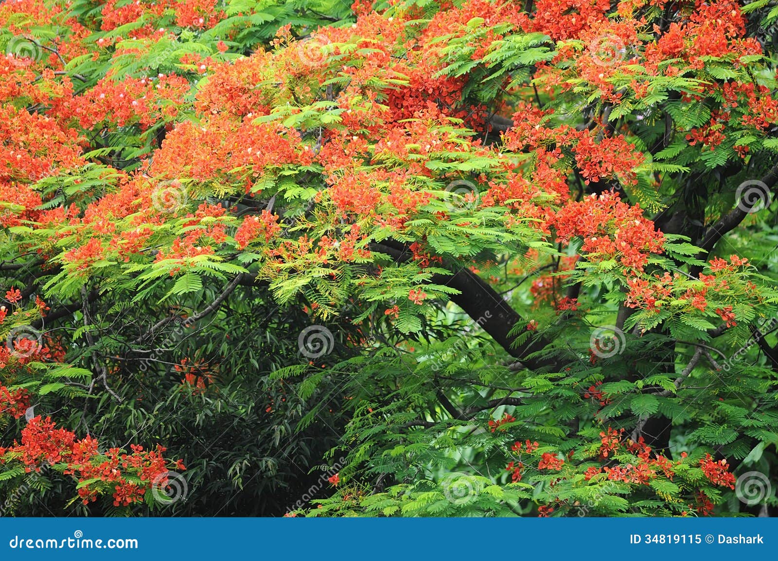 Peacock flowers stock image. Image of blossom, bright - 34819115