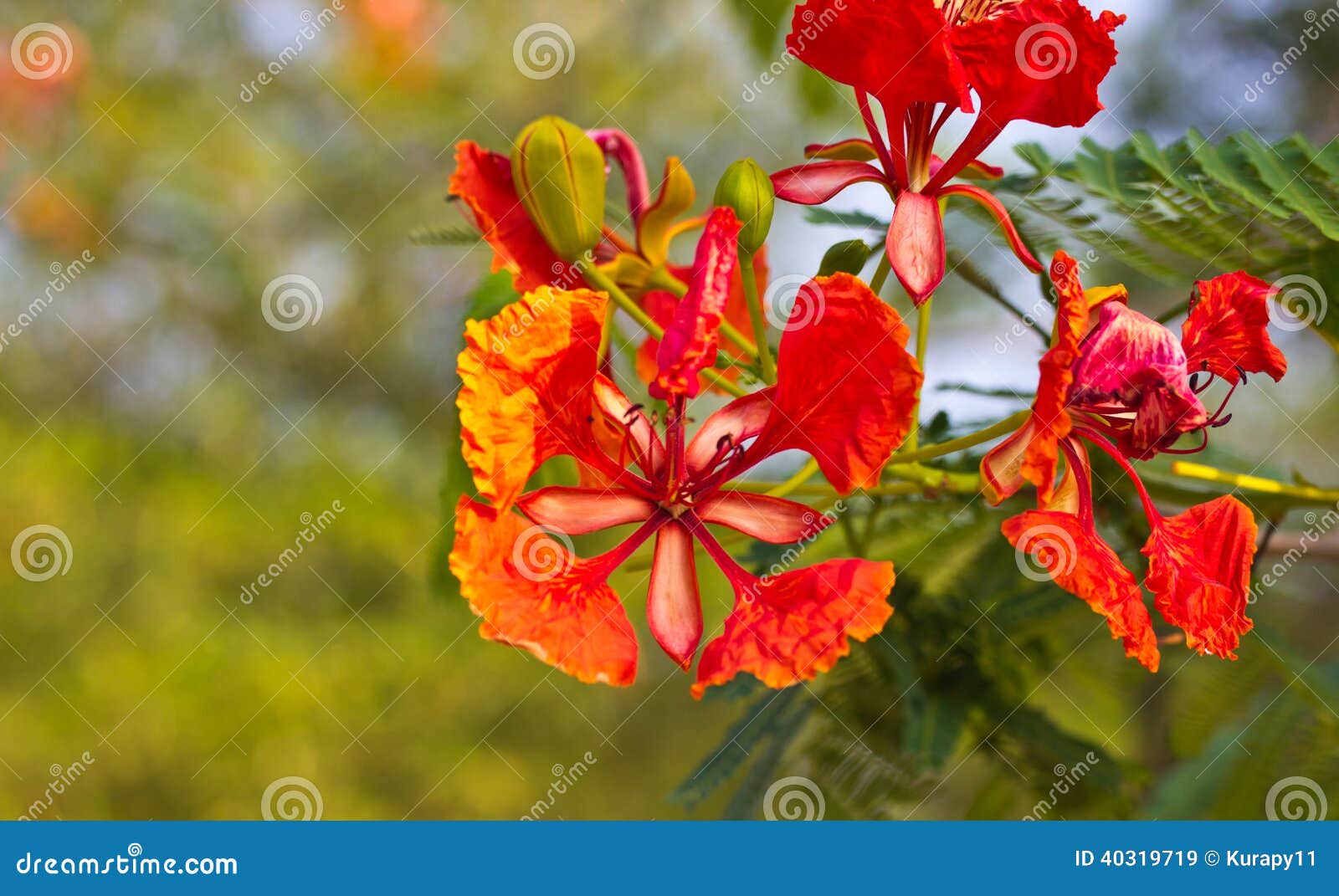 Peacock flowers stock image. Image of petals, ornamental - 40319719