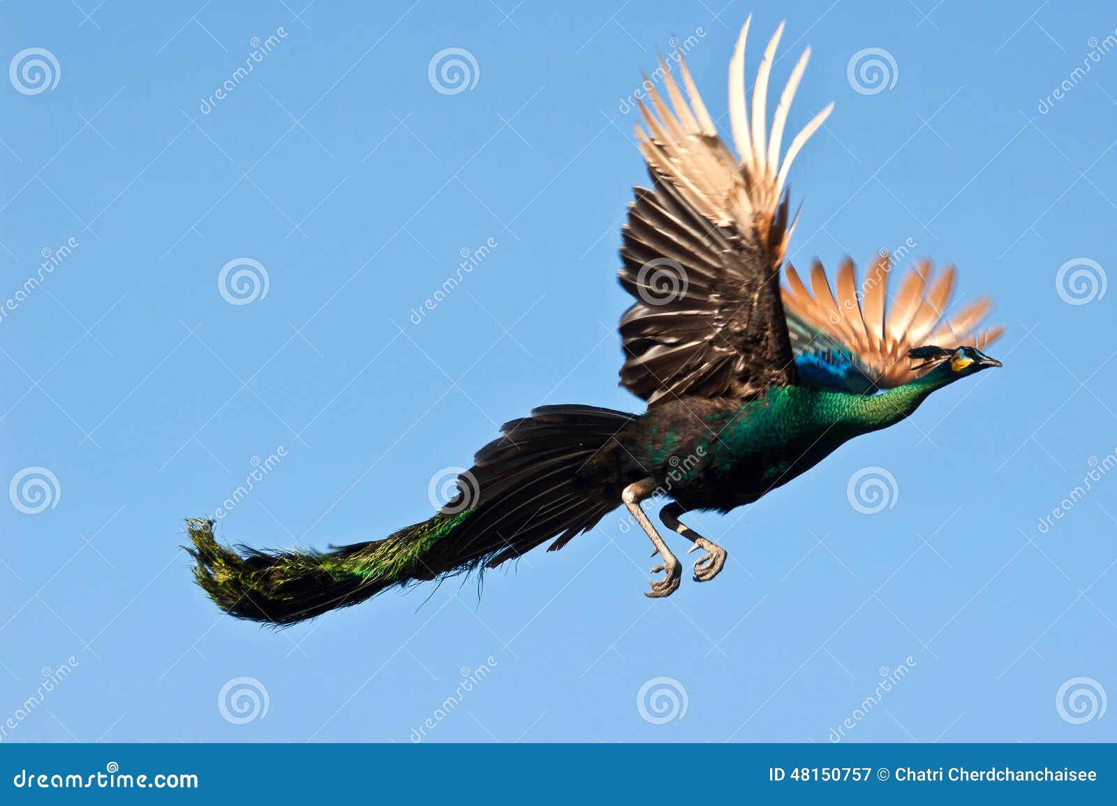Peacock flying stock image. Image of nature, people, color - 48150757
