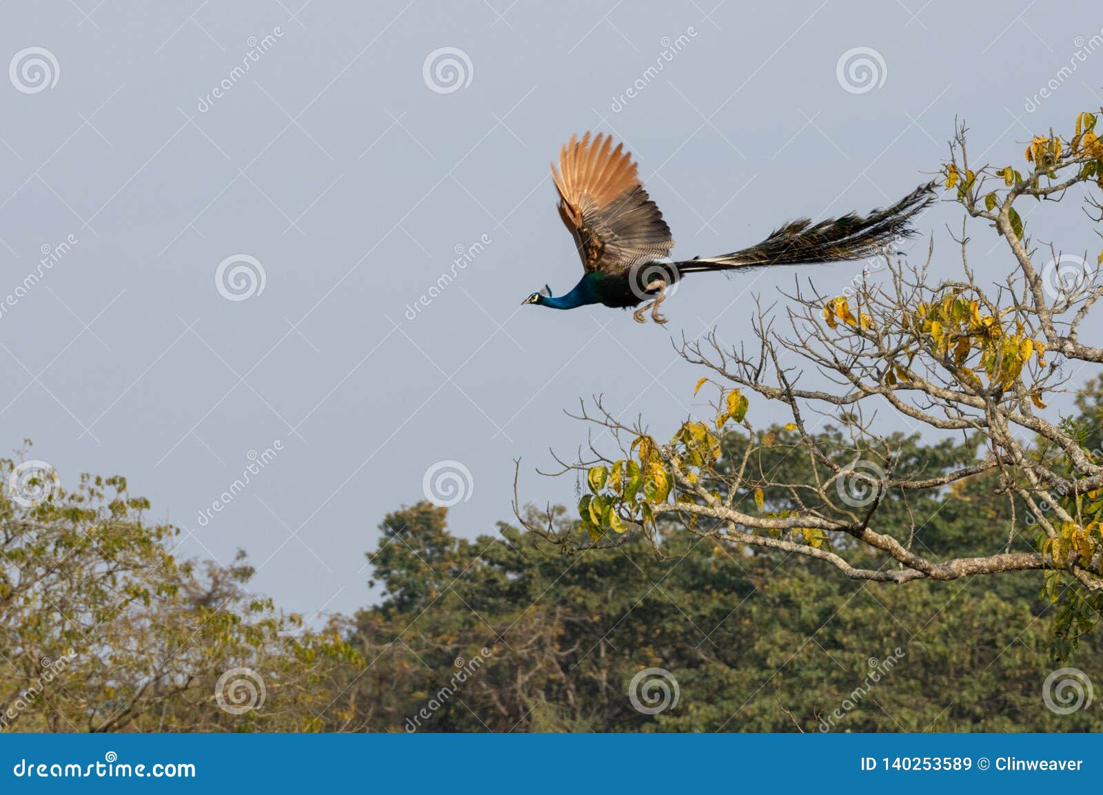 Peacock flying from Tree stock image. Image of treetops - 140253589