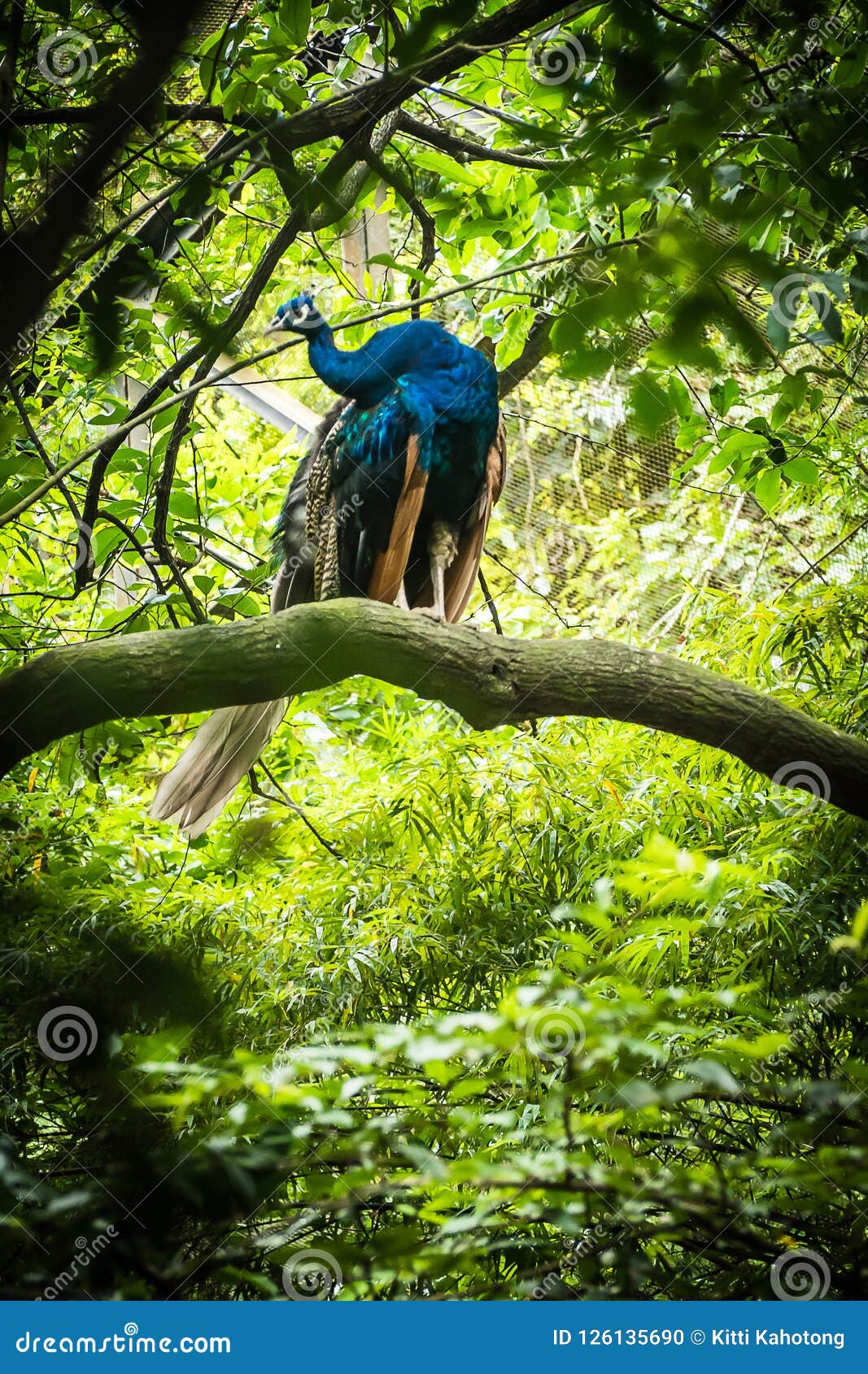 Peacock in the forest stock photo. Image of peafowl - 126135690