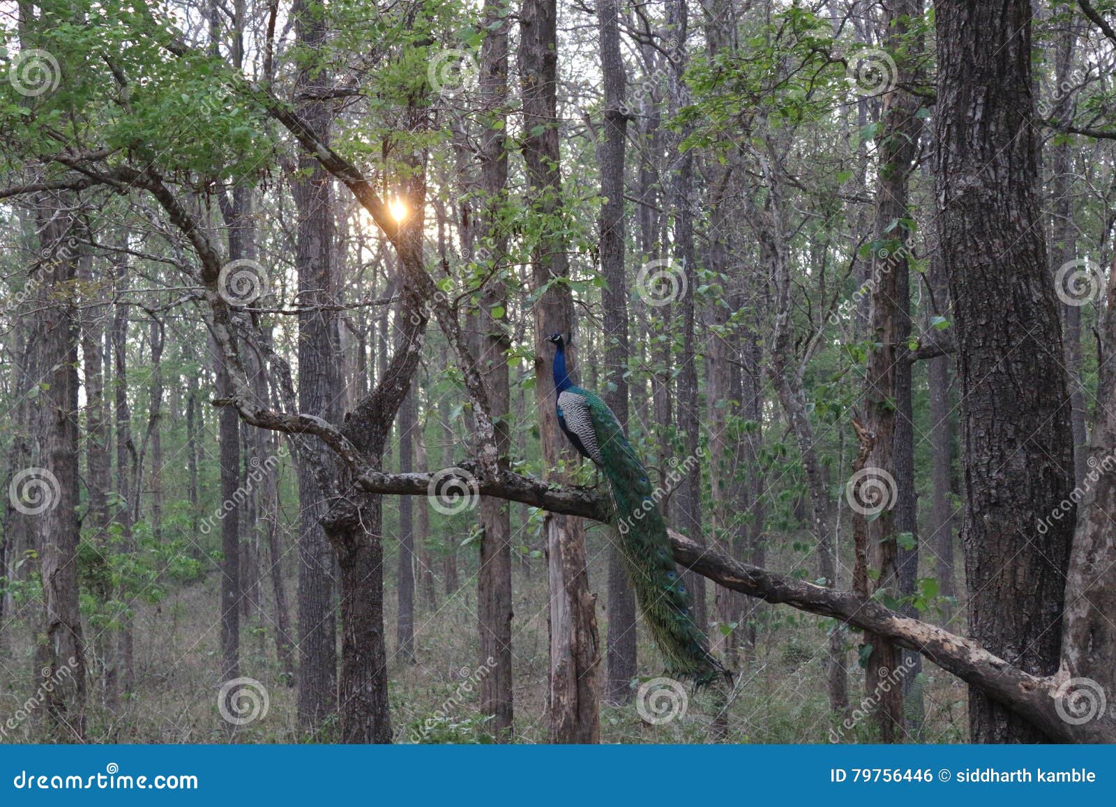 Peacock in the Forest Sitting on Tree Stock Photo - Image of forest ...