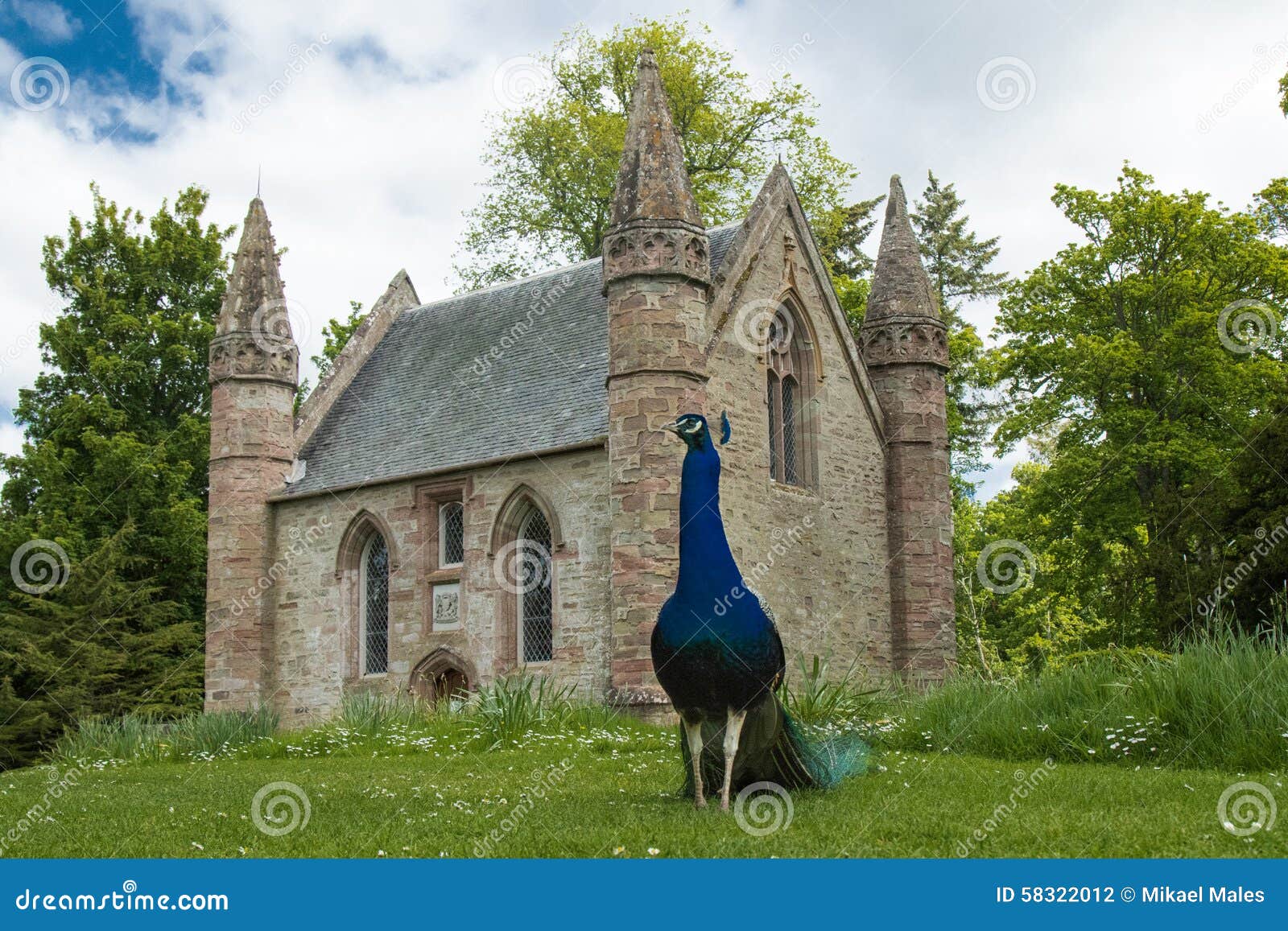 Peacock in Front of Abbey in Perth Scotland Stock Photo - Image of ...