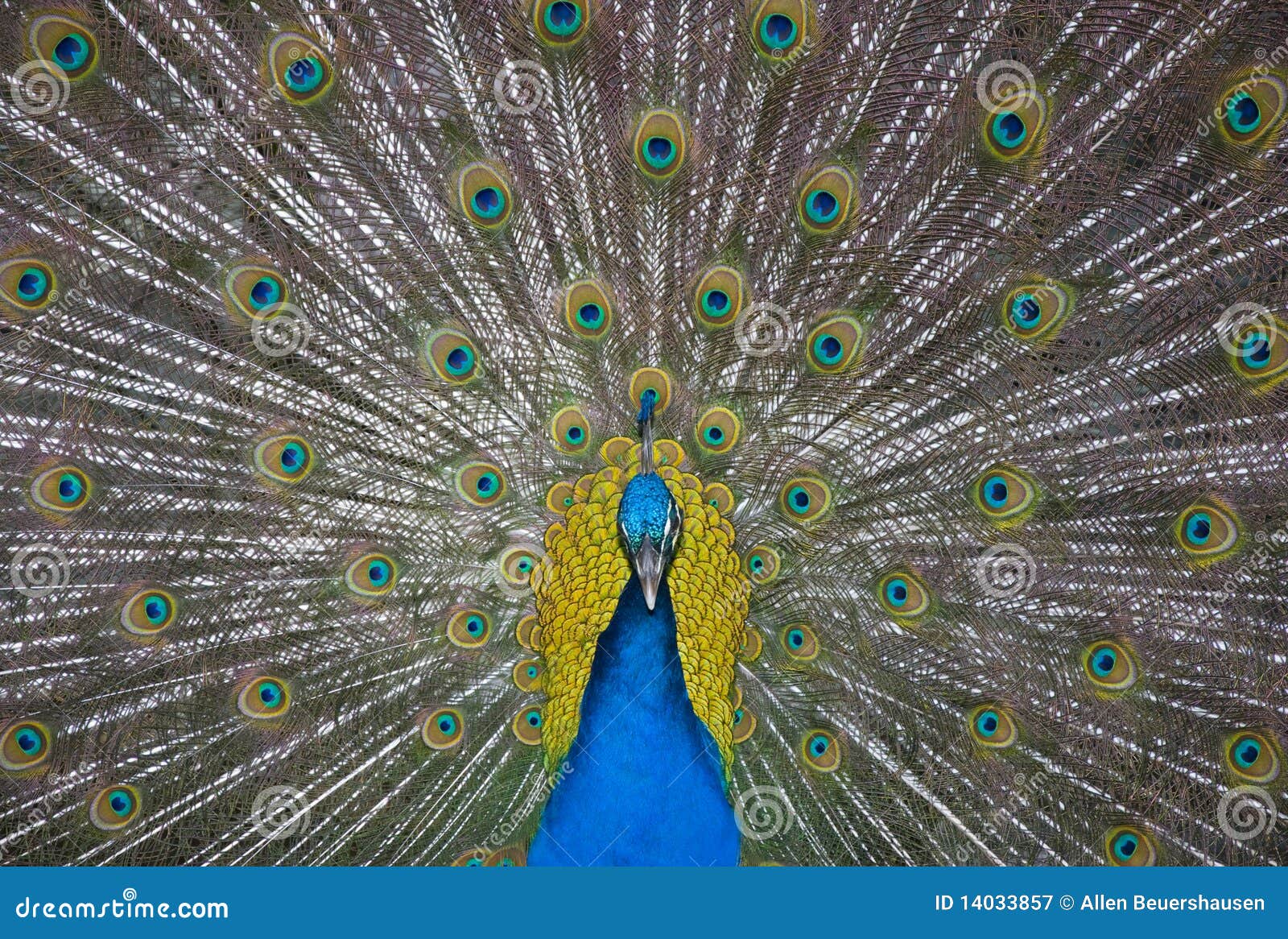 Peacock Front and Center stock image. Image of vivid - 14033857