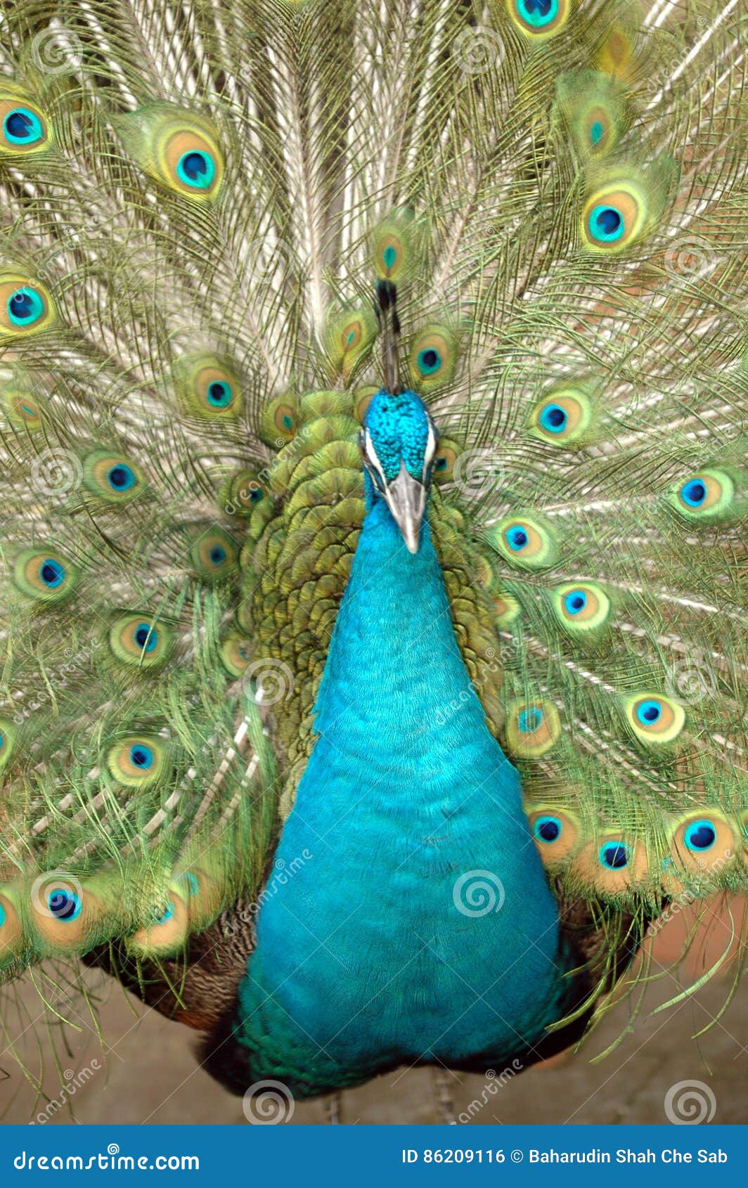 Peacock stock photo. Image of birds, feather, animals - 86209116