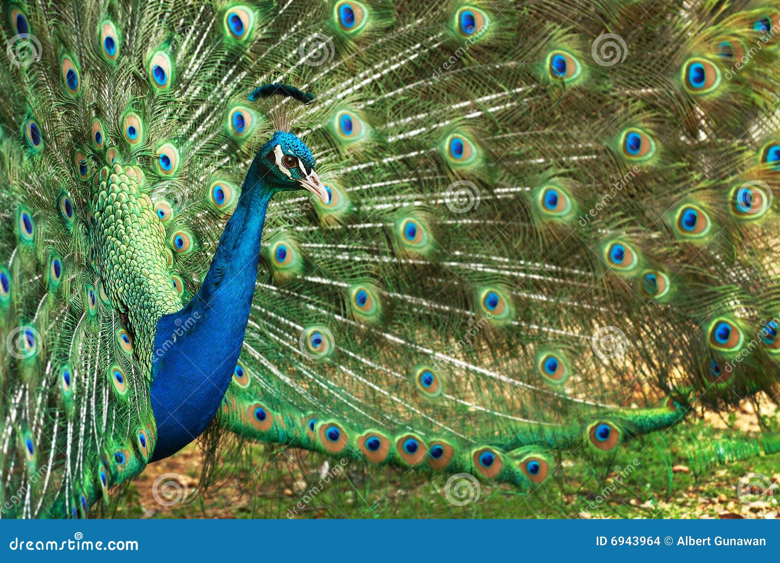 Peacock Full Bloom stock photo. Image of female, peacock - 6943964
