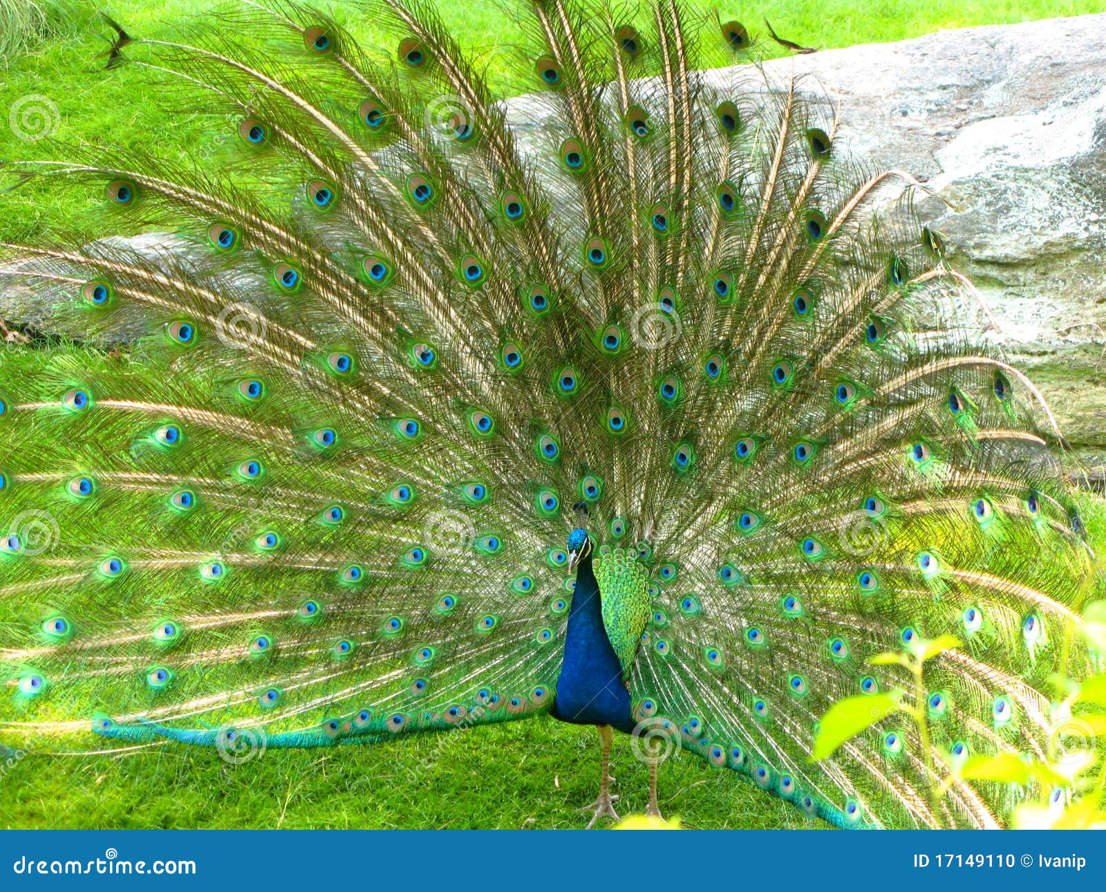Peacock in Full Display stock photo. Image of body, feather - 17149110
