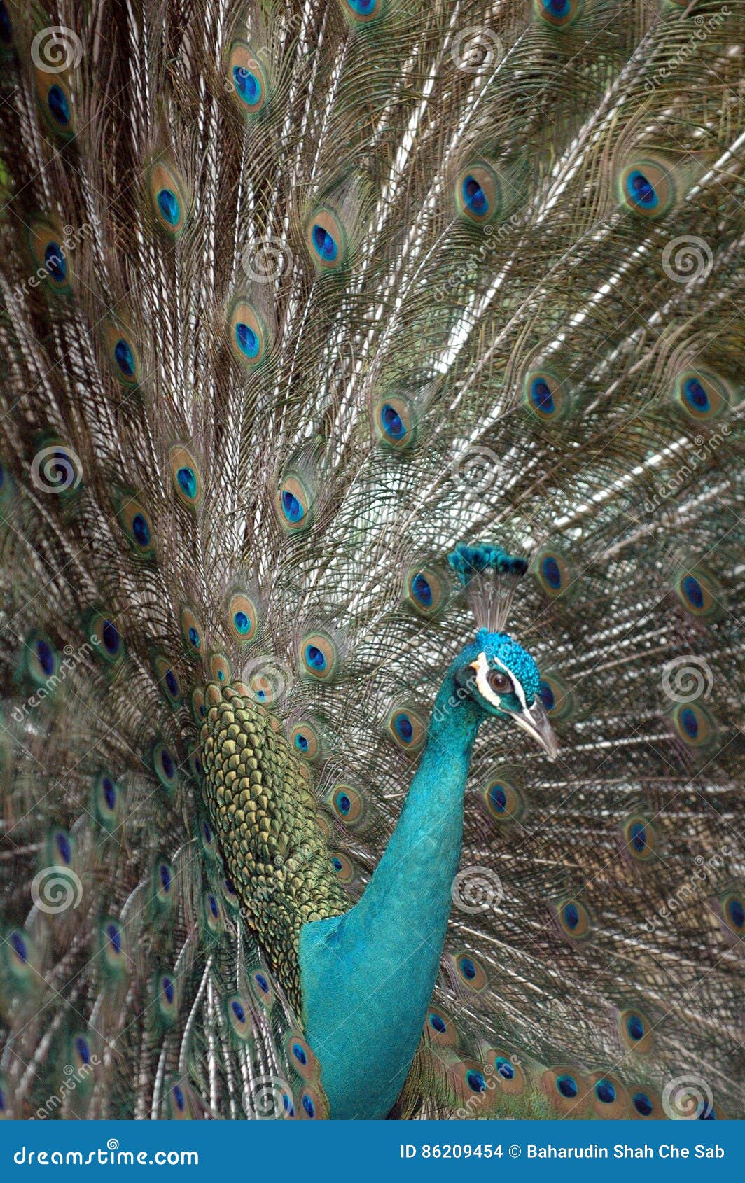 The peacock stock photo. Image of green, blue, bird, peace - 86209454