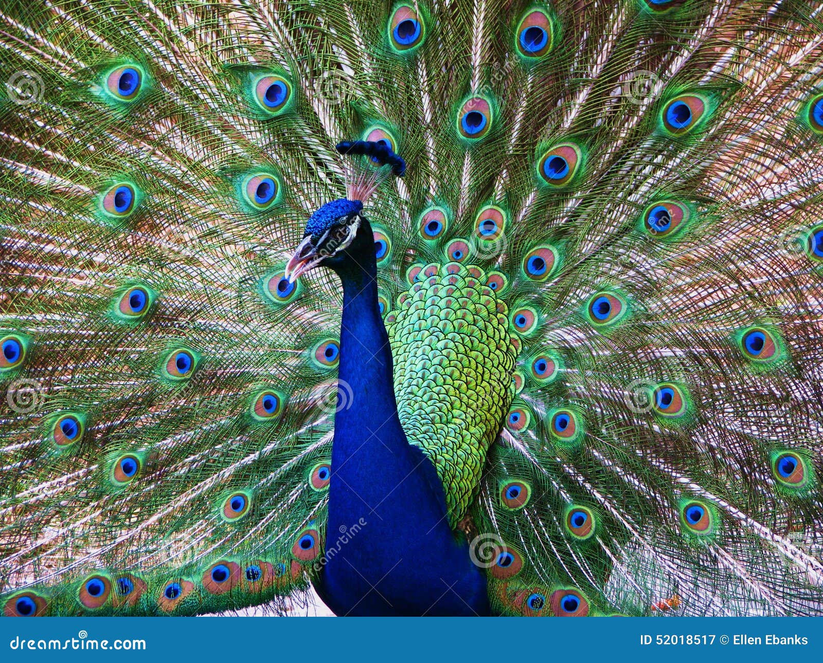 Peacock in Full Plumage stock image. Image of male, beautiful - 52018517