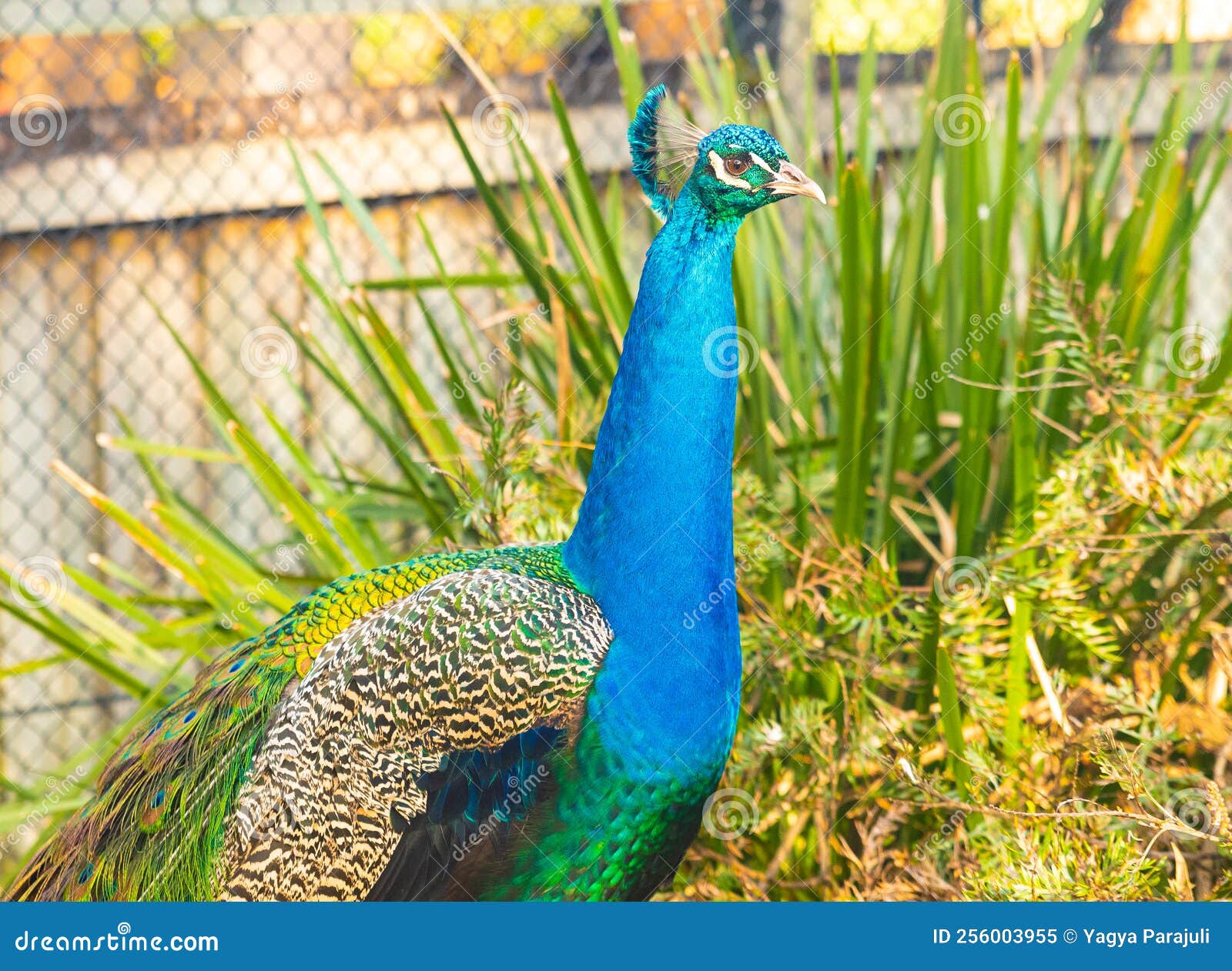 Peacock on the garden stock image. Image of animal, beak - 256003955