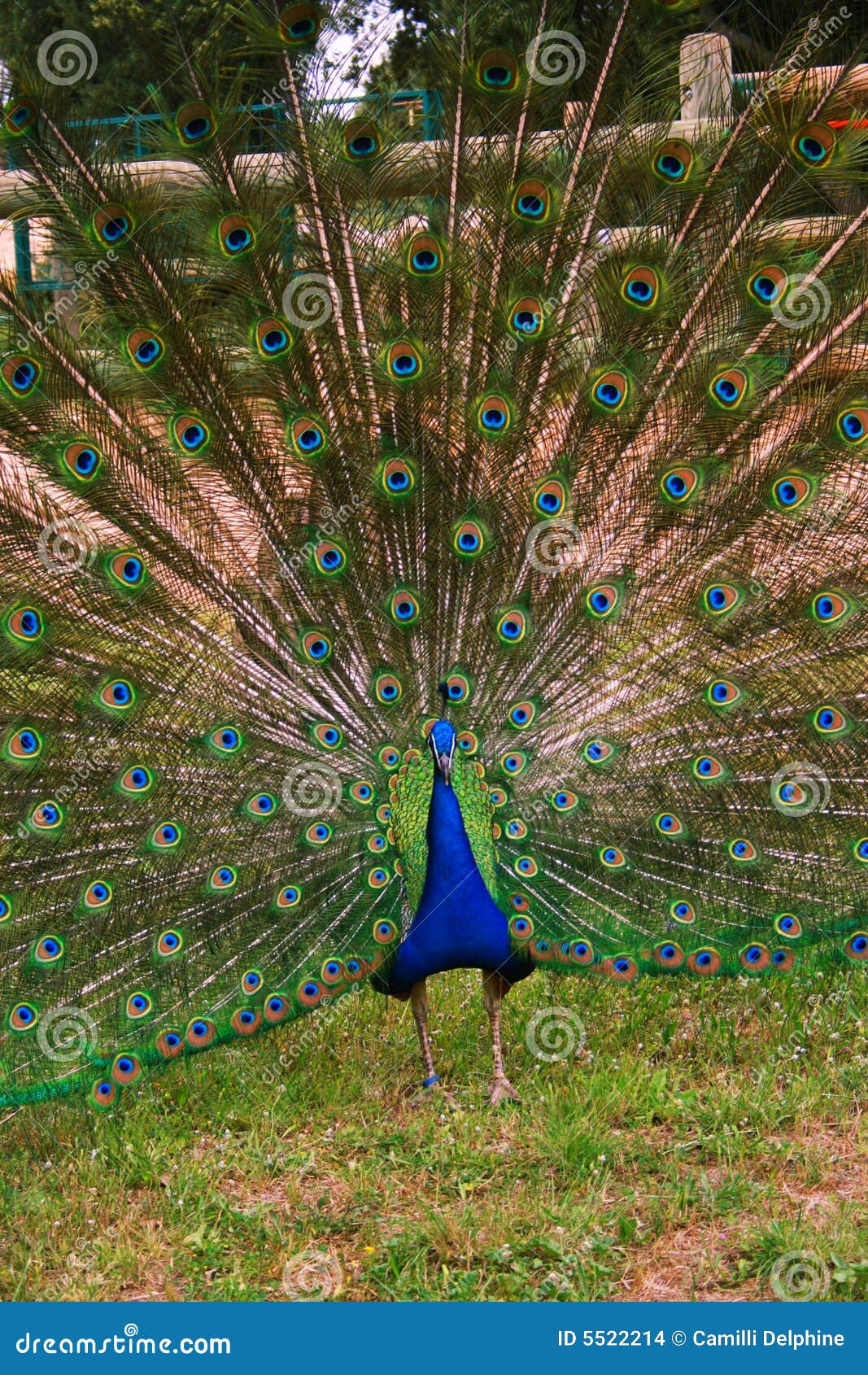 Peacock in garden stock photo. Image of feather, orgulous - 5522214