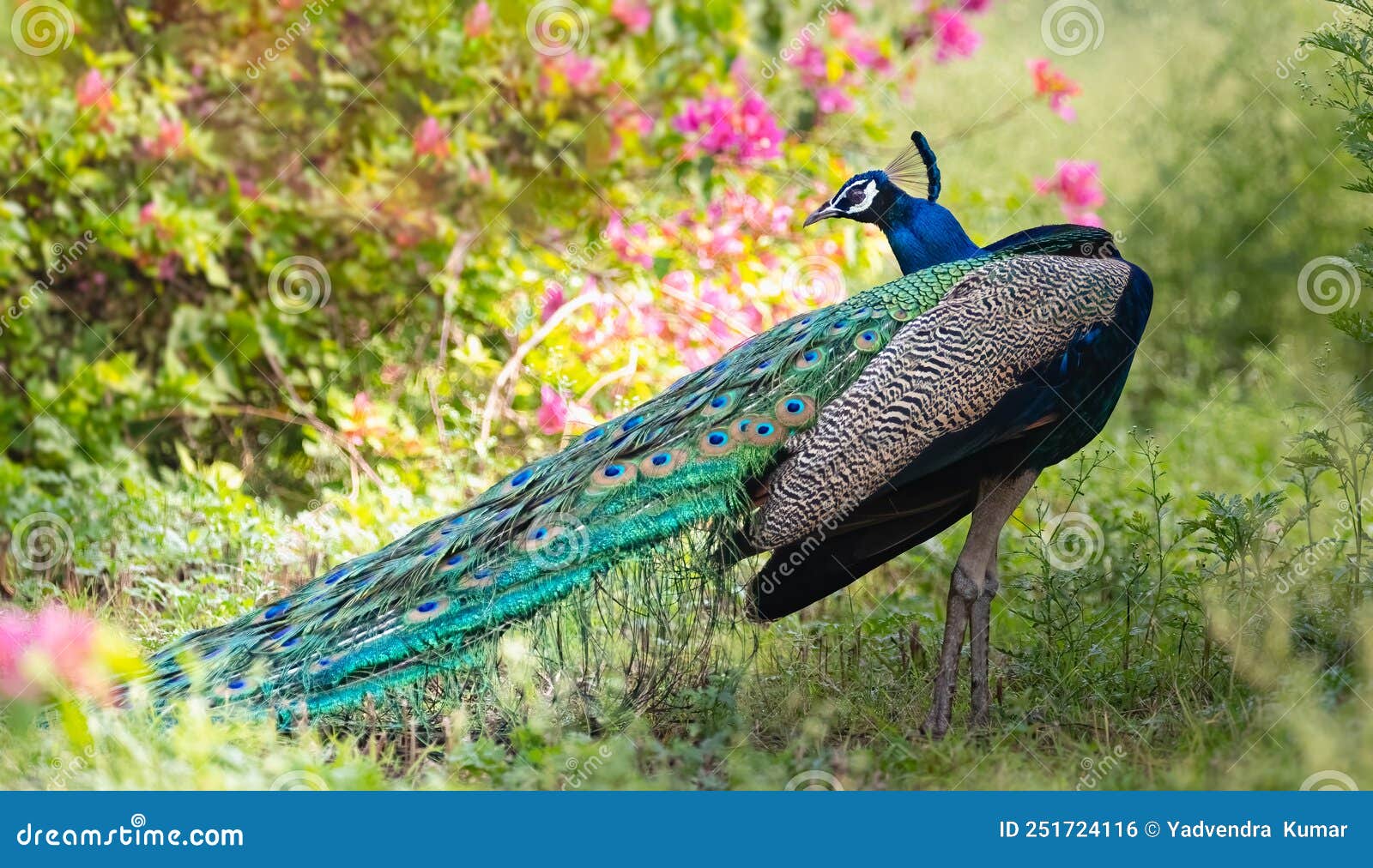 A peacock in a garden stock photo. Image of abstract - 251724116