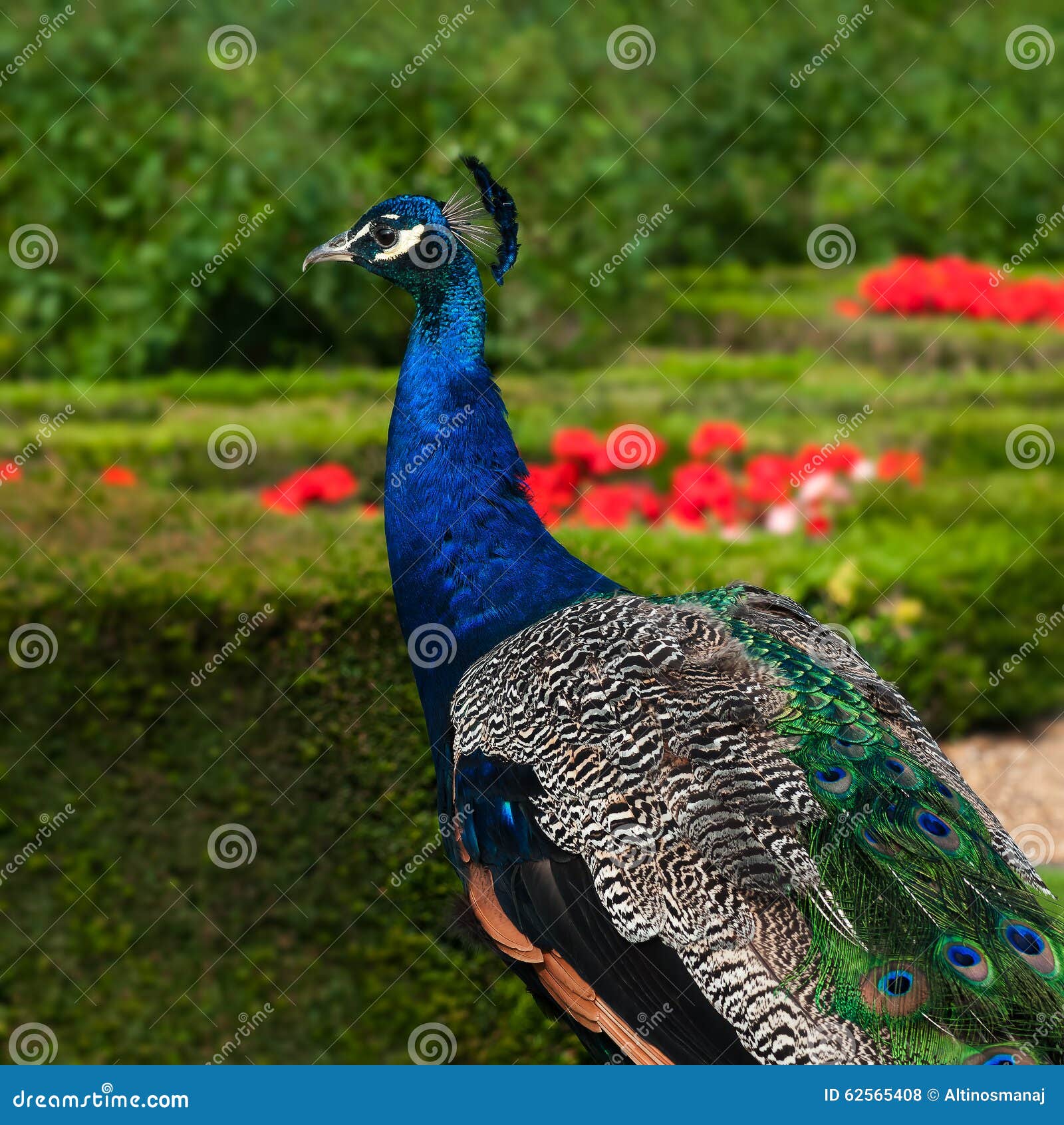 Peacock in the Garden Square Composition Close Up Stock Photo - Image ...