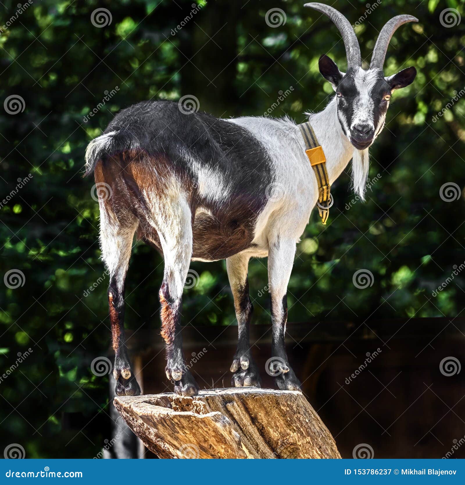 Peacock Goat