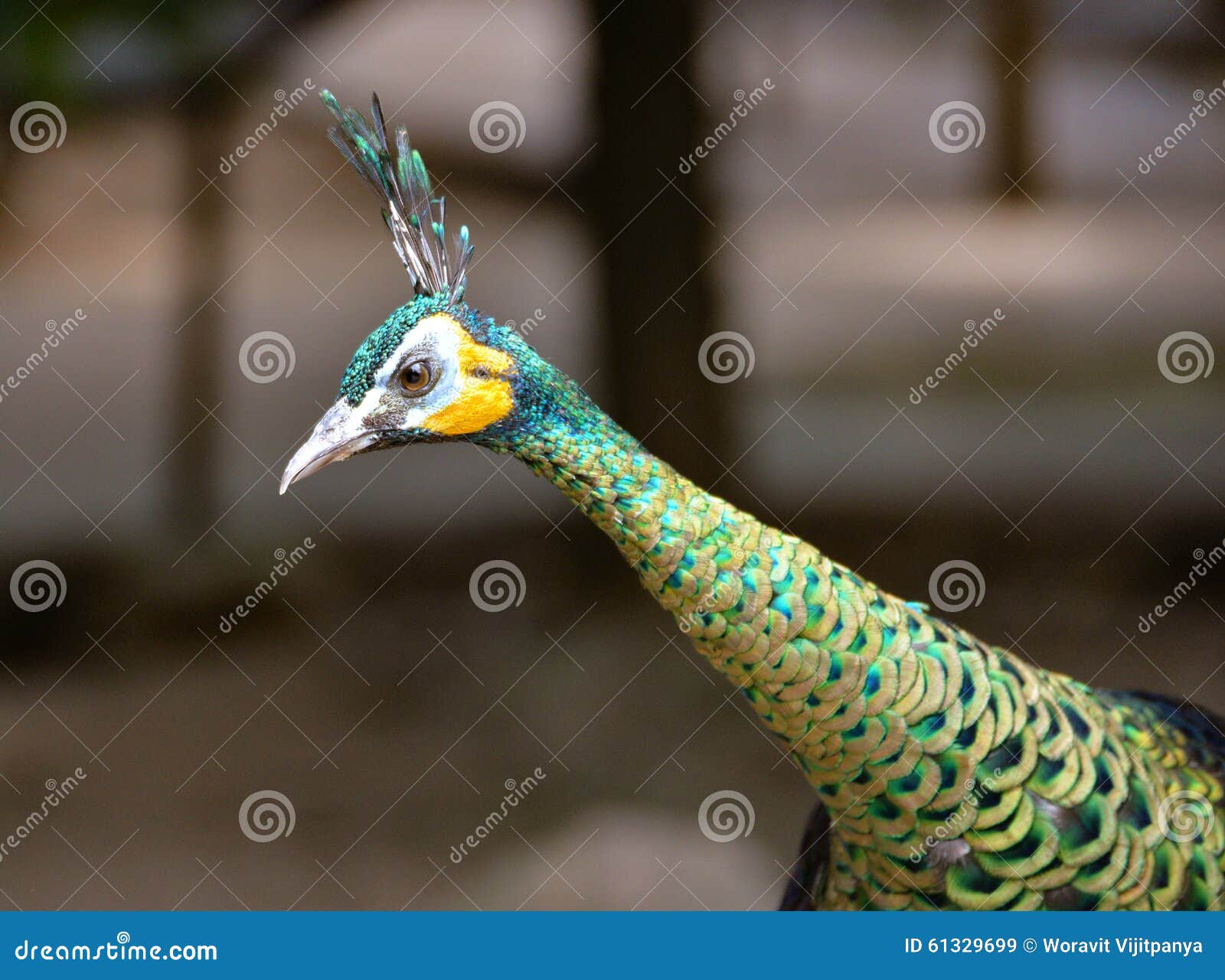 Peacock green stock image. Image of aggressive, chicken - 61329699