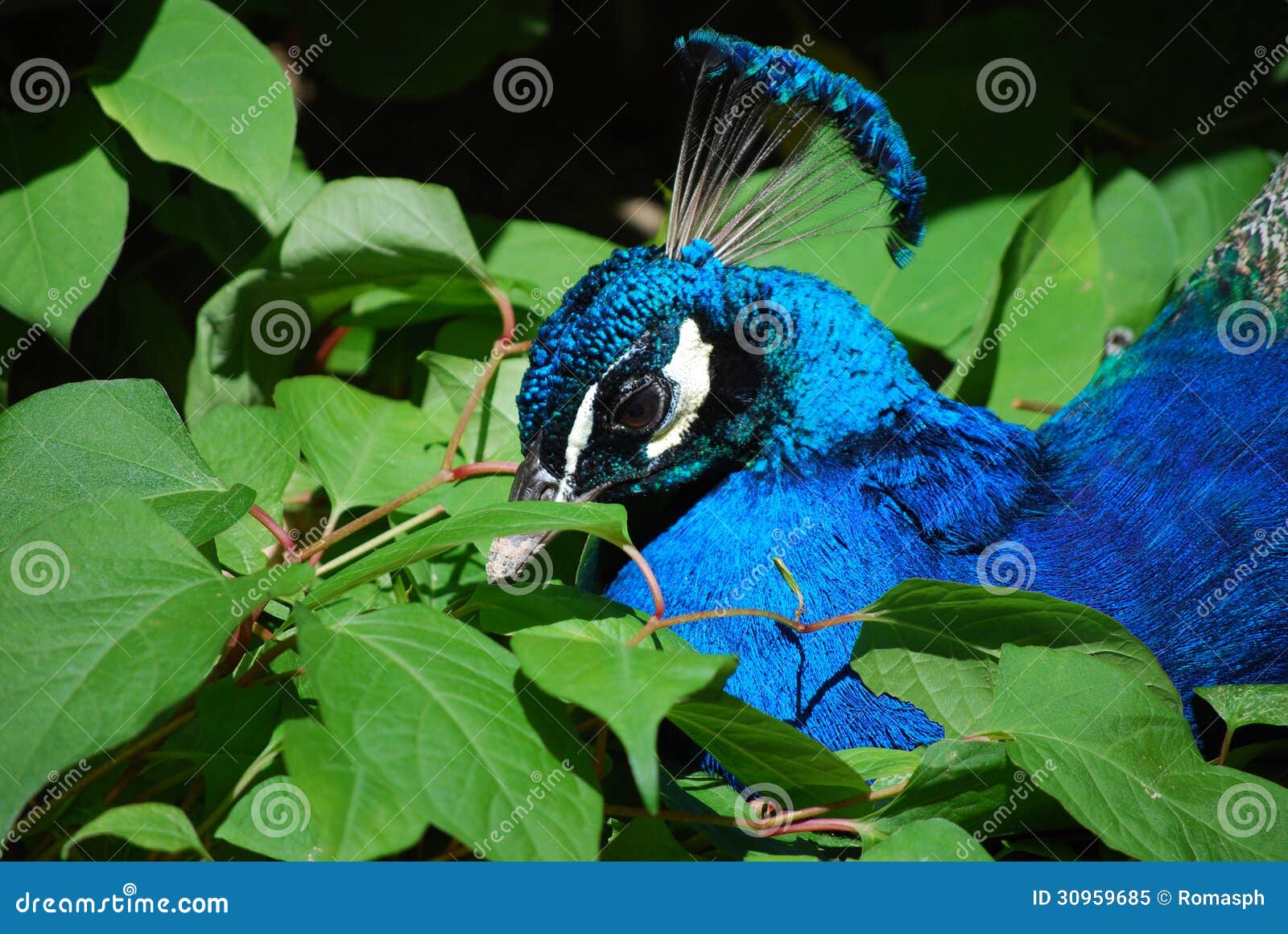 Peacock In Green Leaves Royalty-Free Stock Photo | CartoonDealer.com ...
