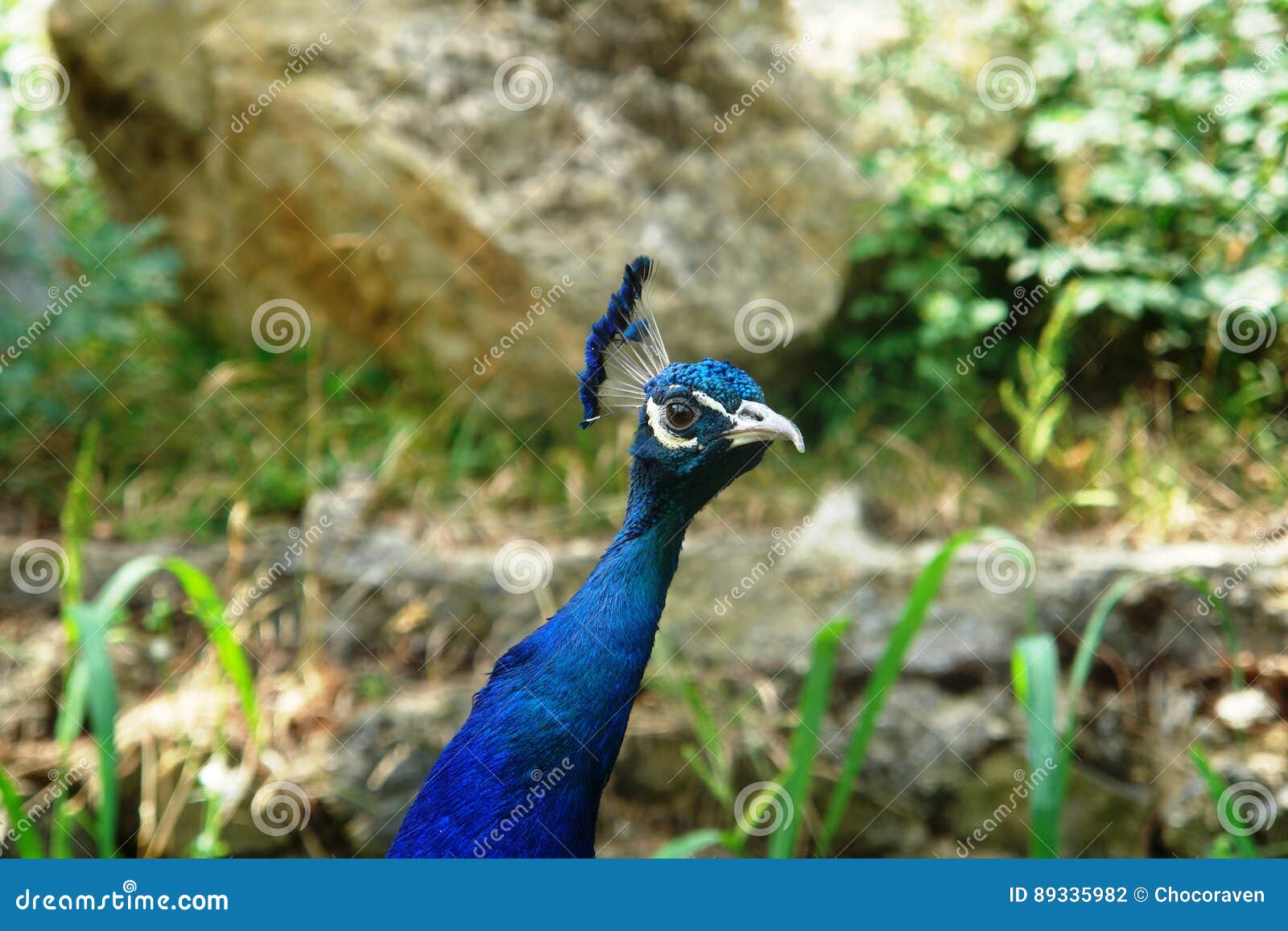 Peacock stock photo. Image of peacock, animal, beak, dark - 89335982