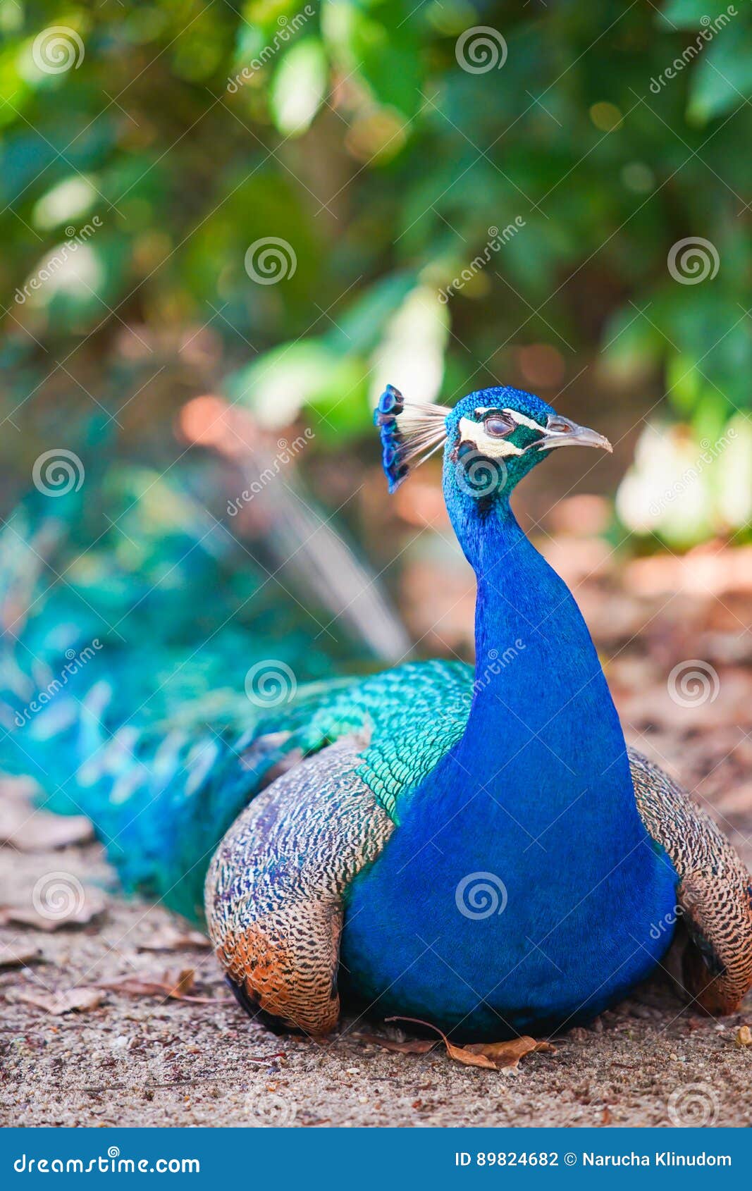 Peacock stock photo. Image of inferno, hunt, crow, fish - 89824682