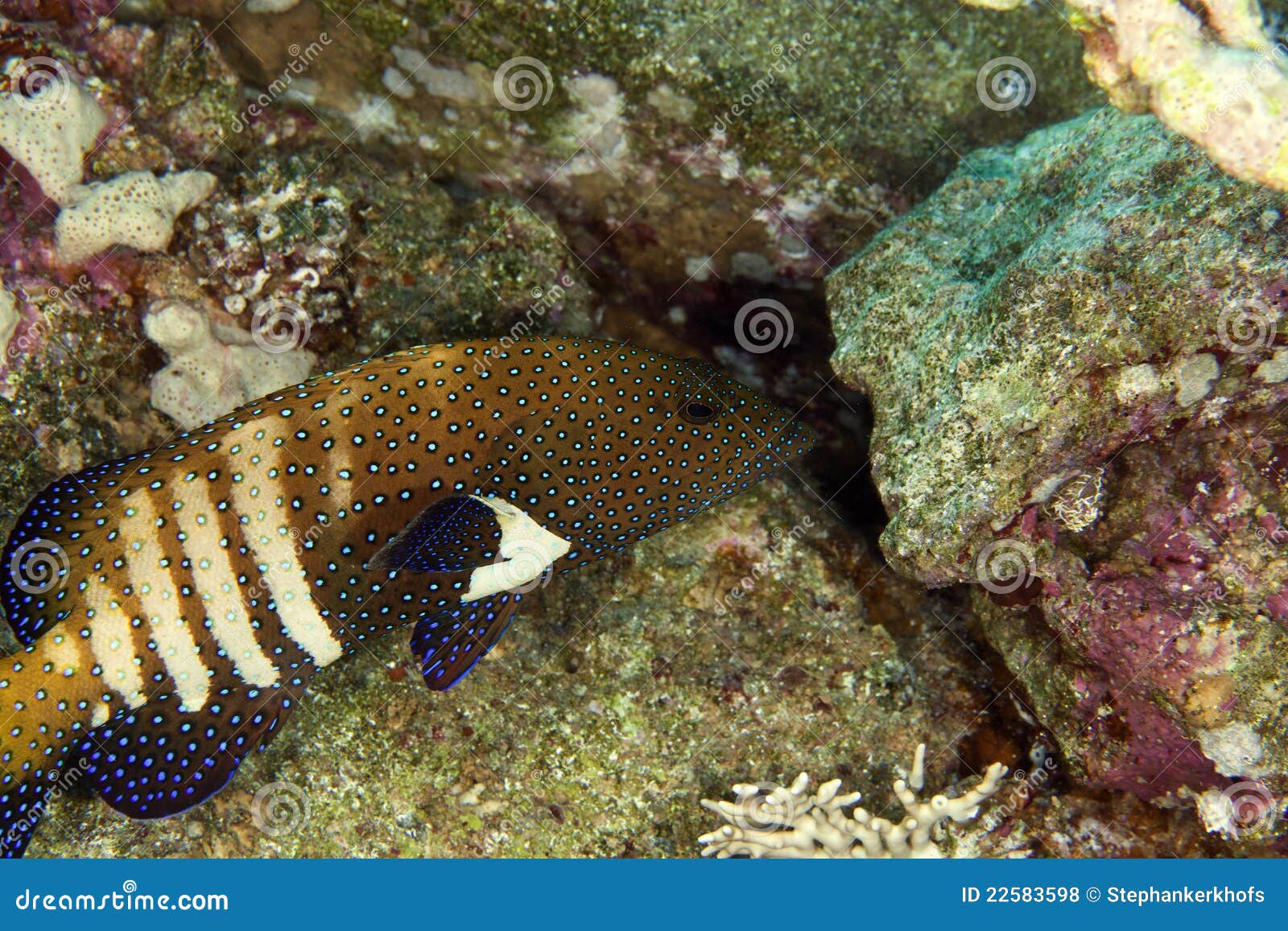 Peacock Grouper (cephalopholis Argus) Stock Photo - Image of peacock ...
