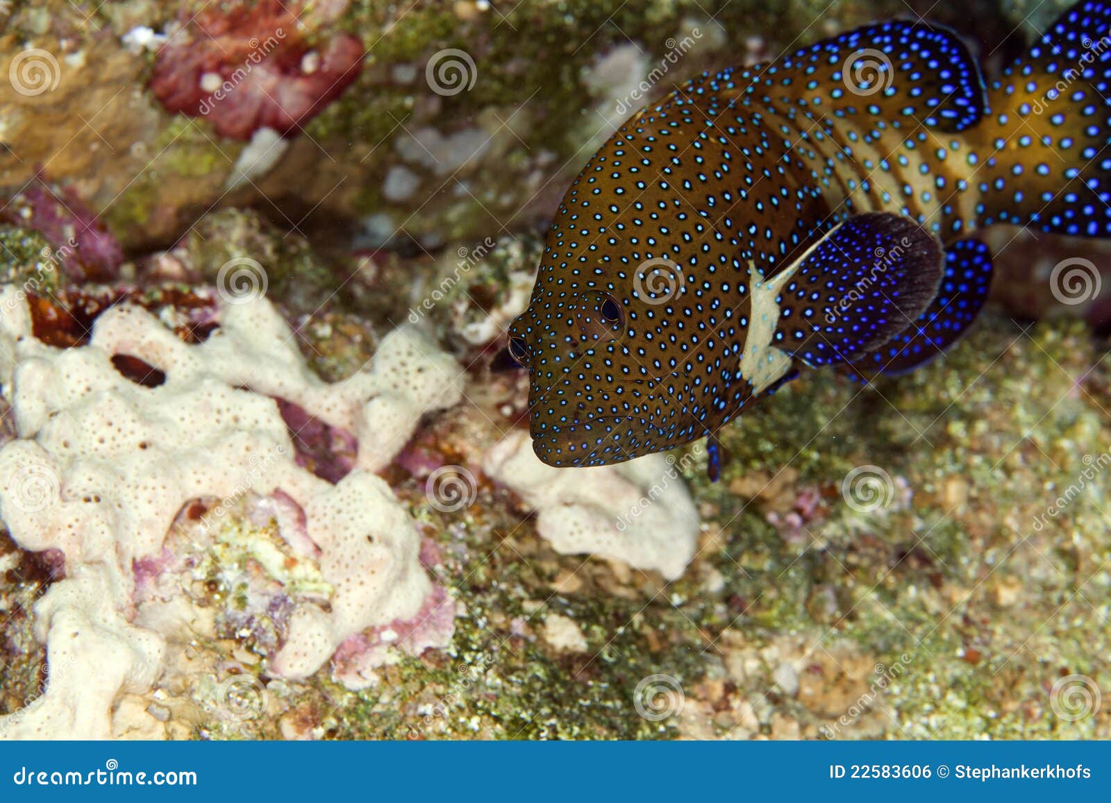 Peacock Grouper (cephalopholis Argus) Stock Photo - Image of peacock ...