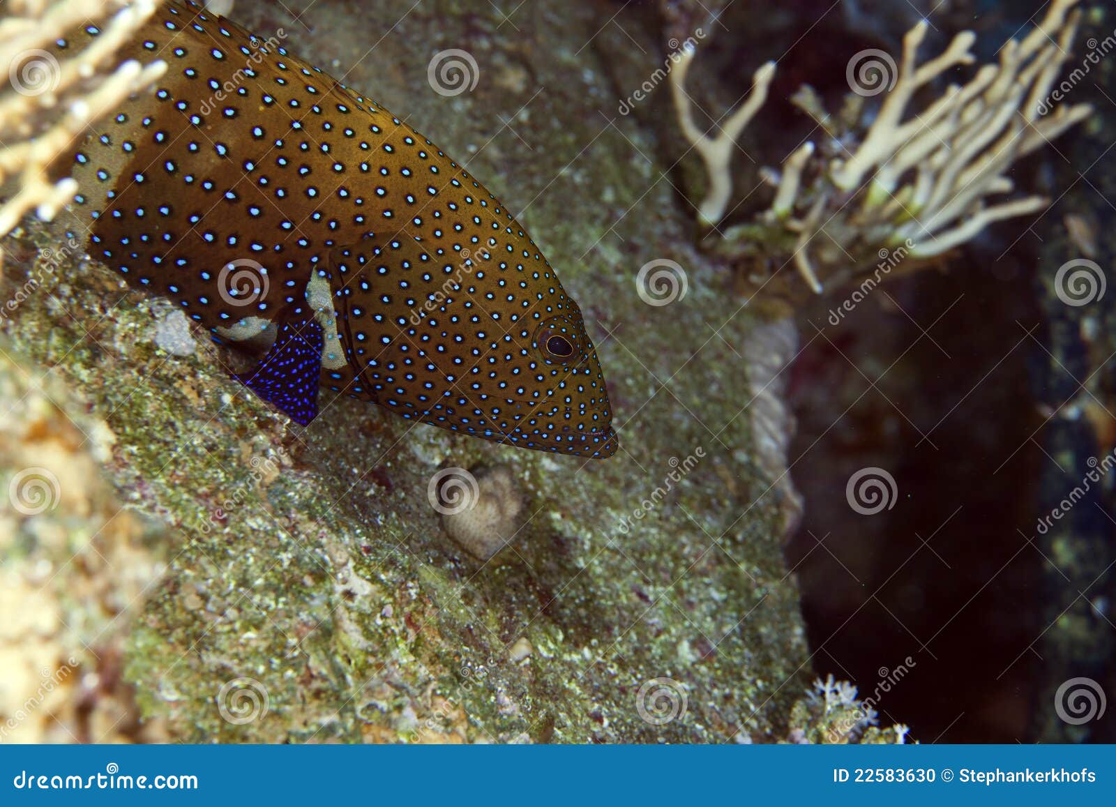 Peacock Grouper (cephalopholis Argus) Stock Photo - Image of aqua ...