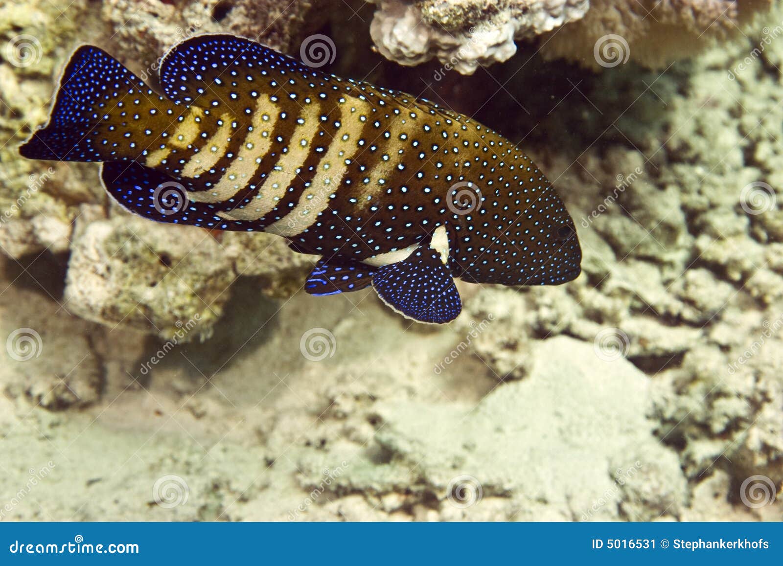 Peacock Grouper (cephalopholis Argus) Stock Image - Image of exotic ...