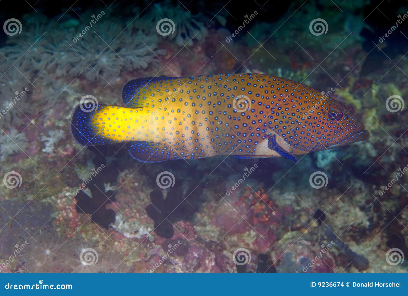 Peacock Grouper (Cephalopholis Argus) Stock Photo - Image of puerto ...