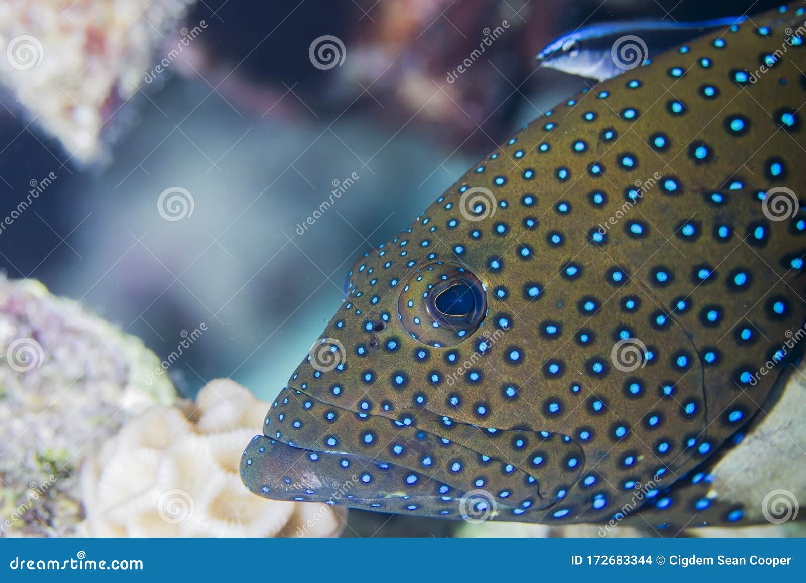Peacock Grouper Cephalopholis Argus, Stock Photo - Image of marine ...
