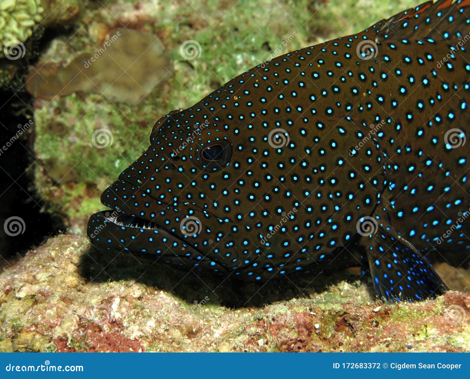 Peacock Grouper Cephalopholis Argus, Stock Photo - Image of ...