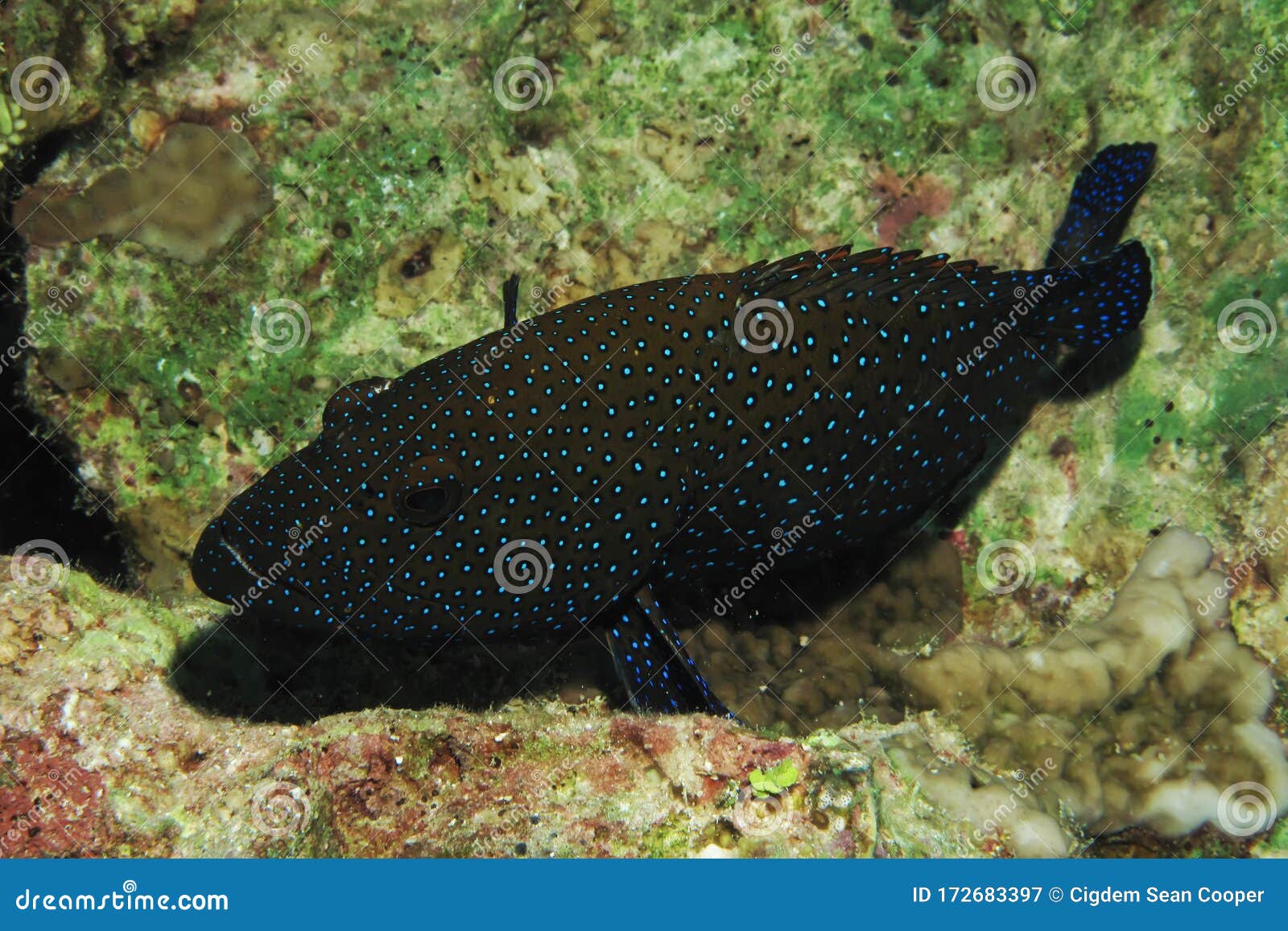 Peacock Grouper Cephalopholis Argus Stock Image - Image of egypt ...