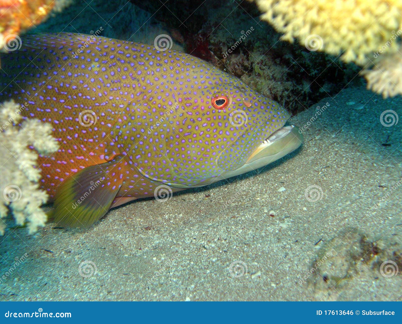 Peacock Grouper Red Sea Night Dive Stock Photo - Image of snapper ...