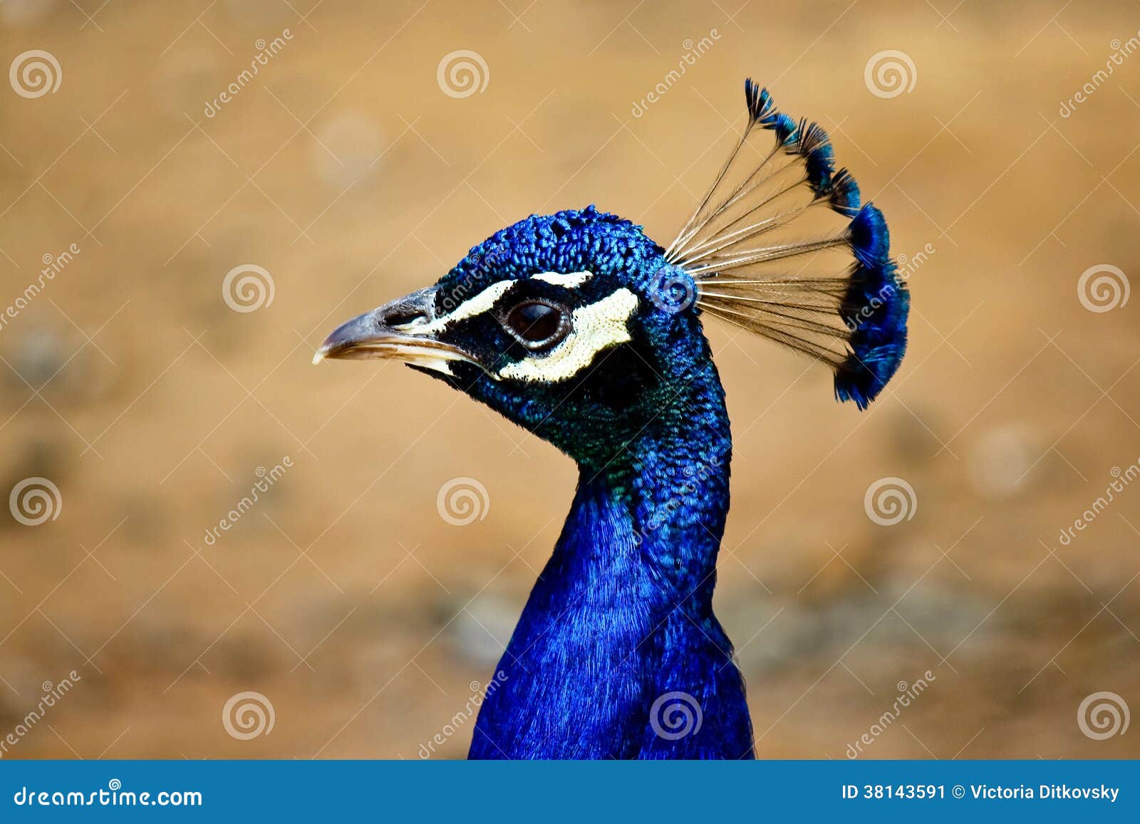 Peacock Head stock image. Image of bird, elegant, outdoor - 38143591