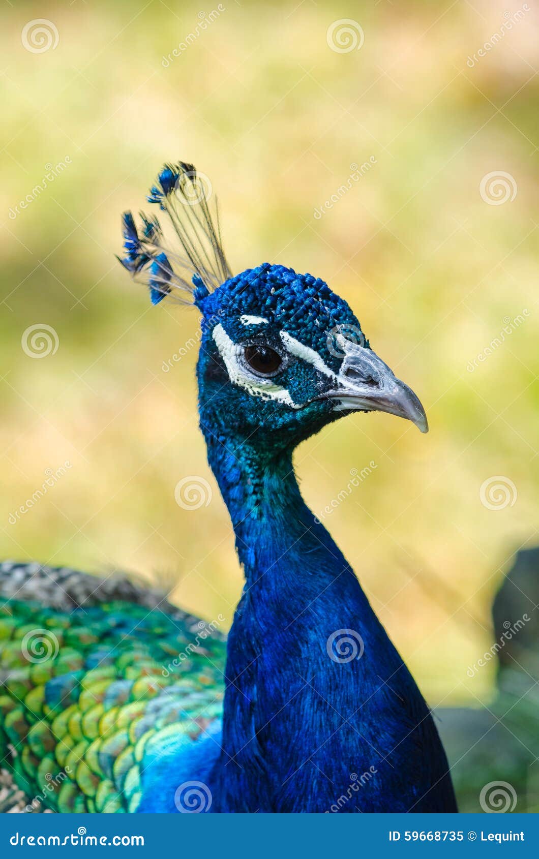 Peacock head stock image. Image of clear, bird, plume - 59668735
