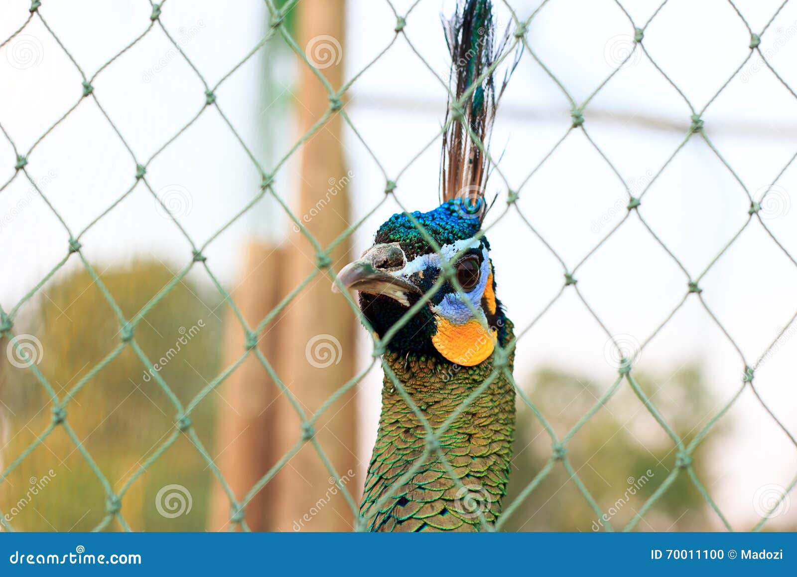 Peacock head in cage stock photo. Image of feathers, cage - 70011100