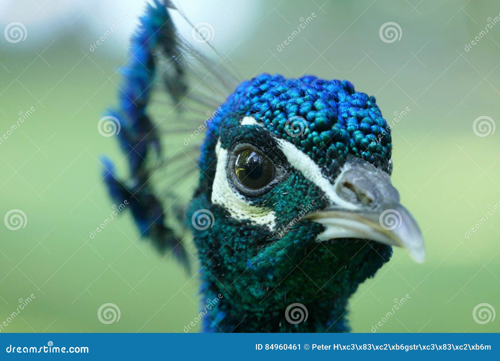 Peacock head stock image. Image of nature, closeup, head - 84960461