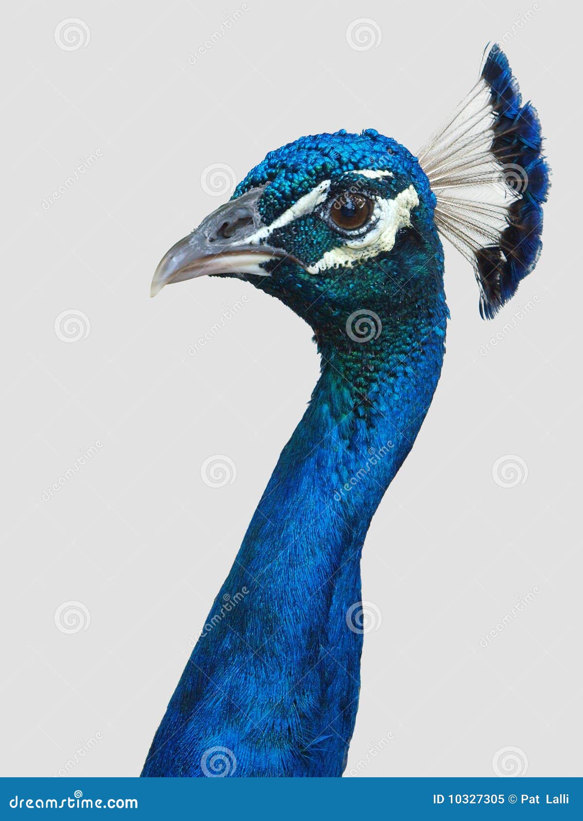 Peacock head and neck stock image. Image of delicate - 10327305