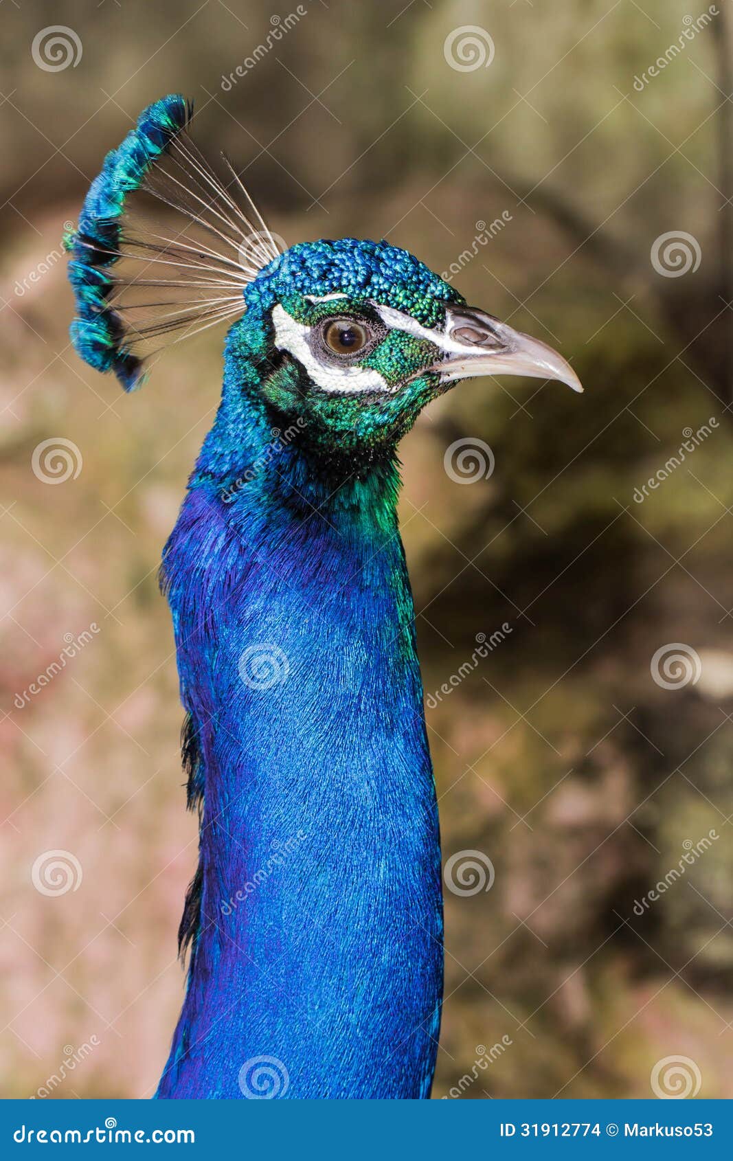 Peacock head stock photo. Image of beauty, closeup, beautiful - 31912774