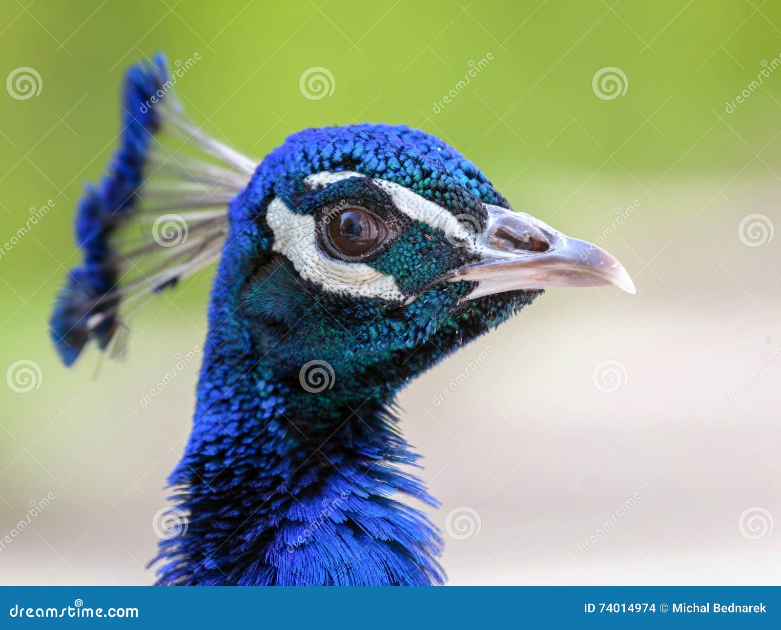 Peacock head portrait stock photo. Image of color, face - 74014974